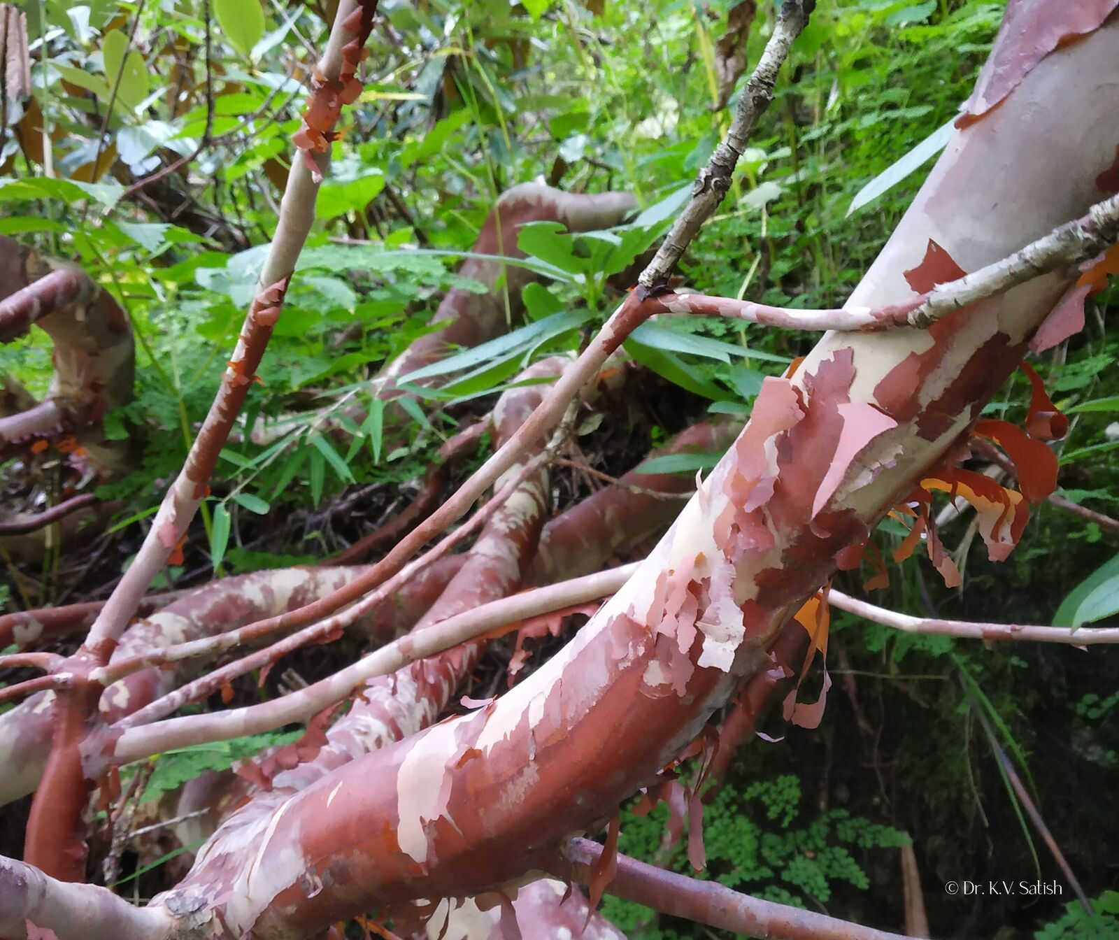 Rhododendron barbatum f. barbatum | Plants of the World Online | Kew ...