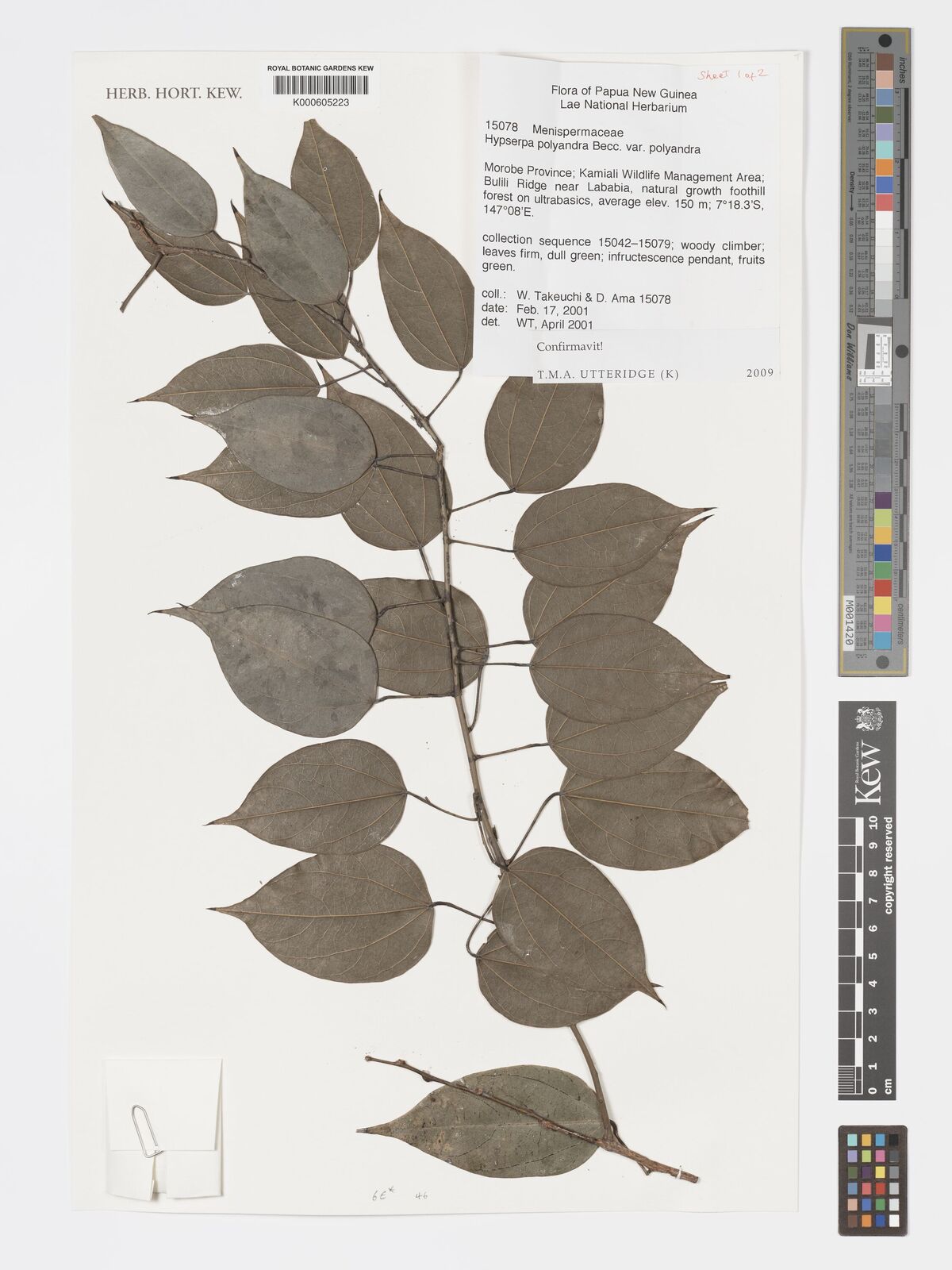 Hypserpa polyandra Becc. | Plants of the World Online | Kew Science