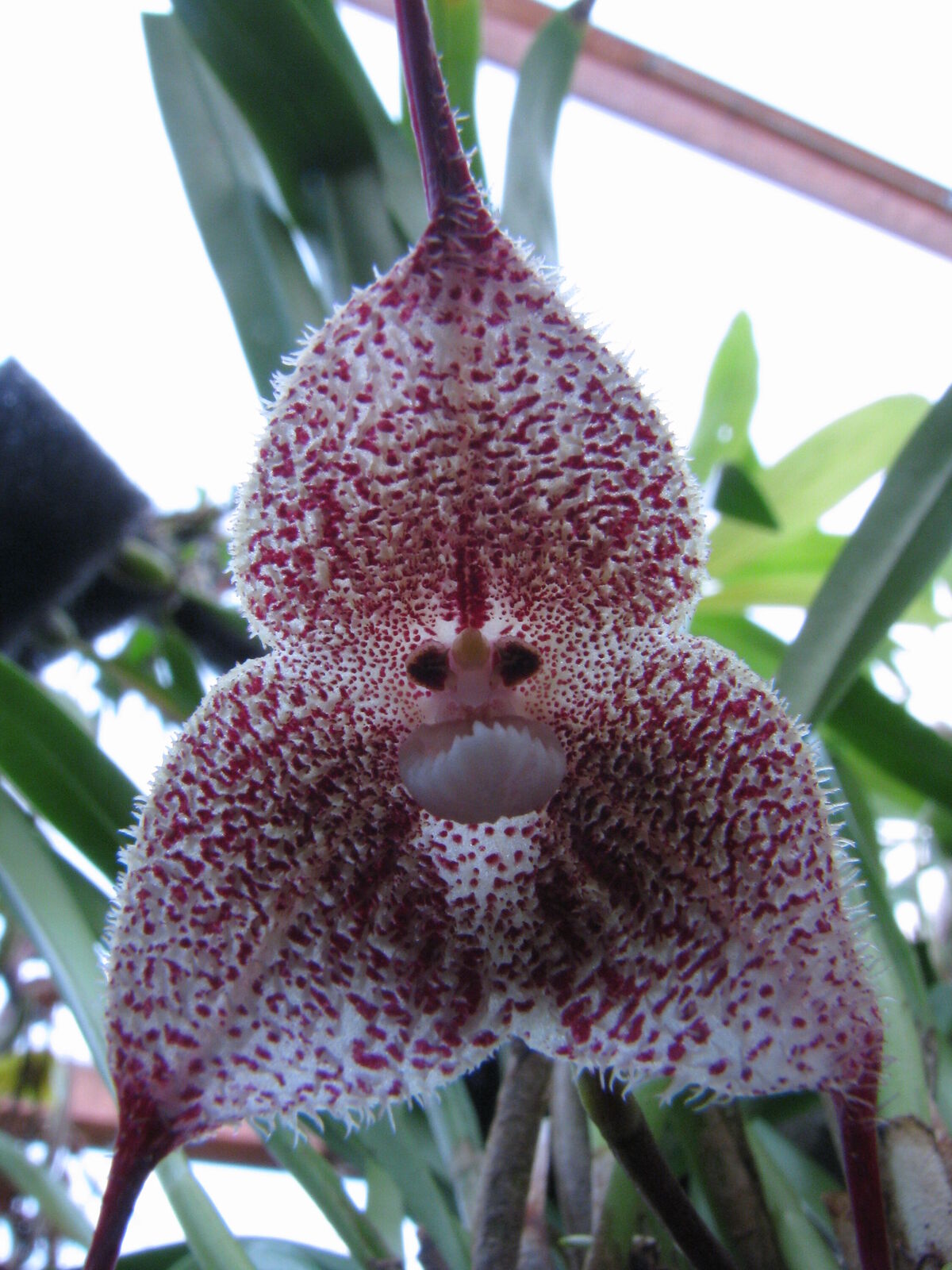 Dracula deniseana Luer | Plants of the World Online | Kew Science