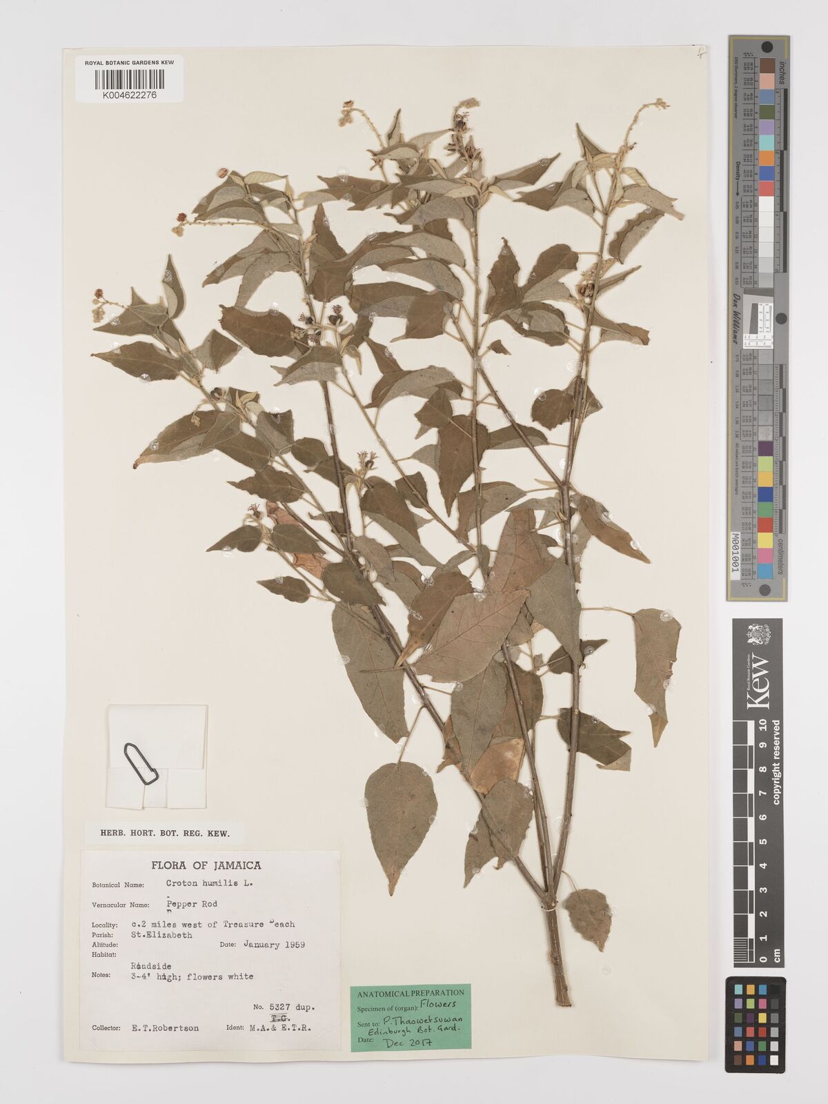 Croton humilis L. | Plants of the World Online | Kew Science