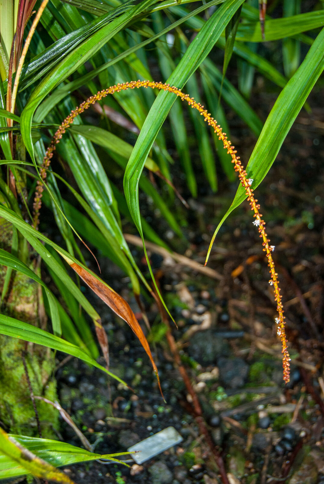 Calyptrocalyx reflexus J.Dransf. & Marcus | Plants of the World Online ...