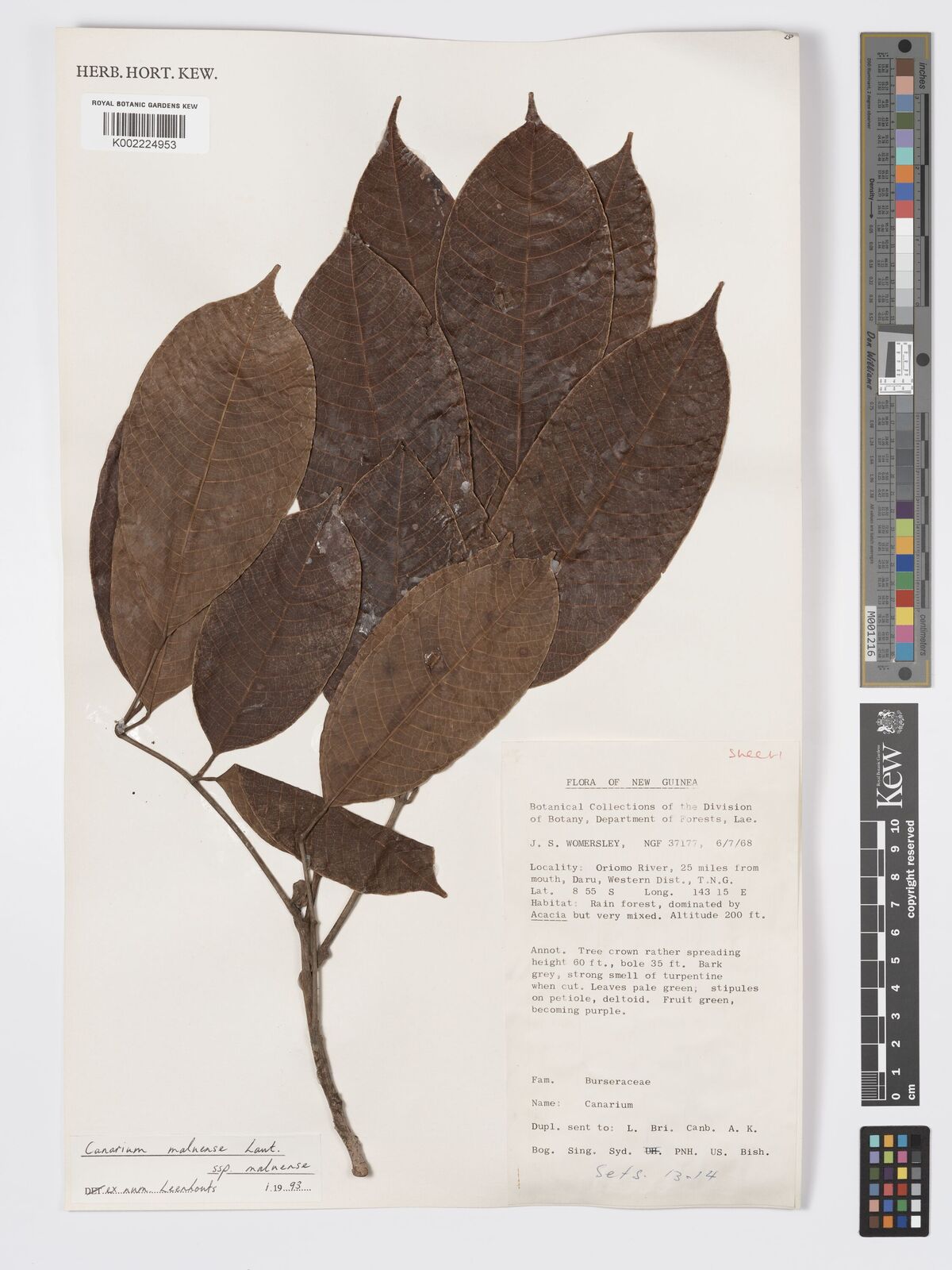 Canarium maluense subsp. maluense | Plants of the World Online | Kew ...