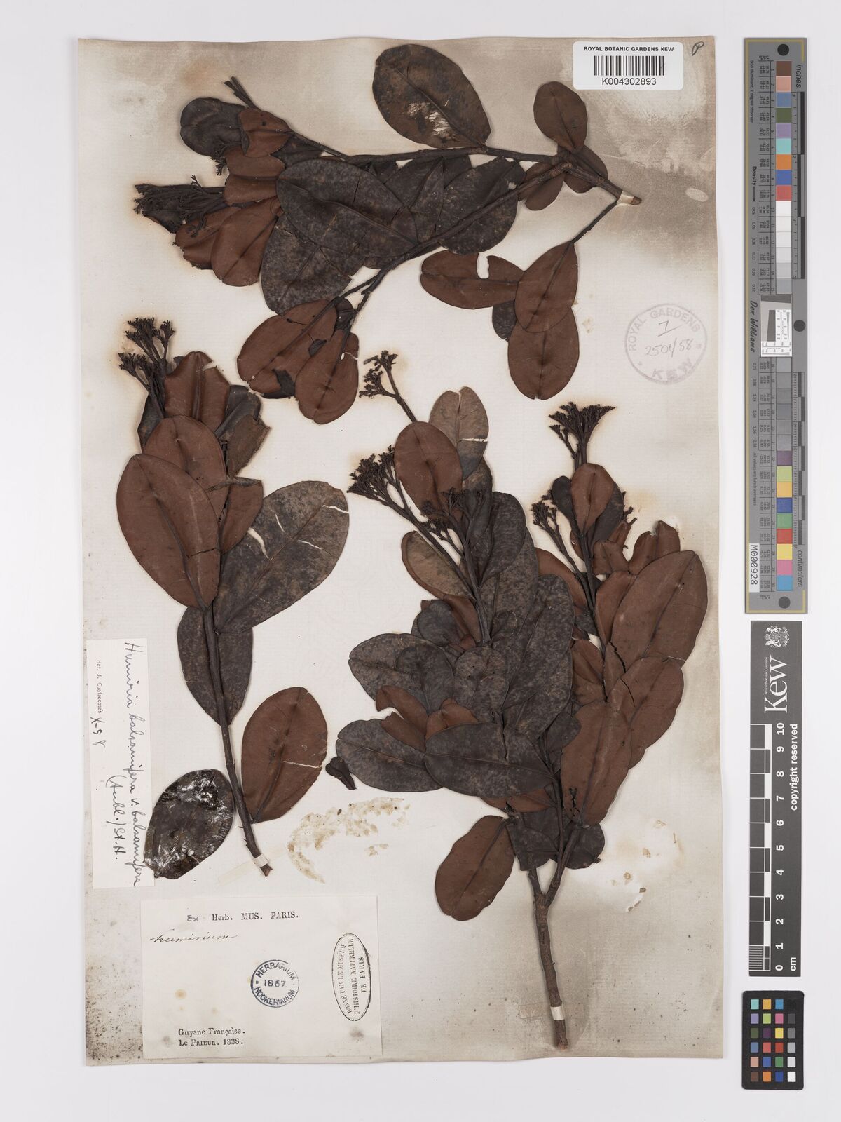 Humiria balsamifera var. balsamifera | Plants of the World Online | Kew ...