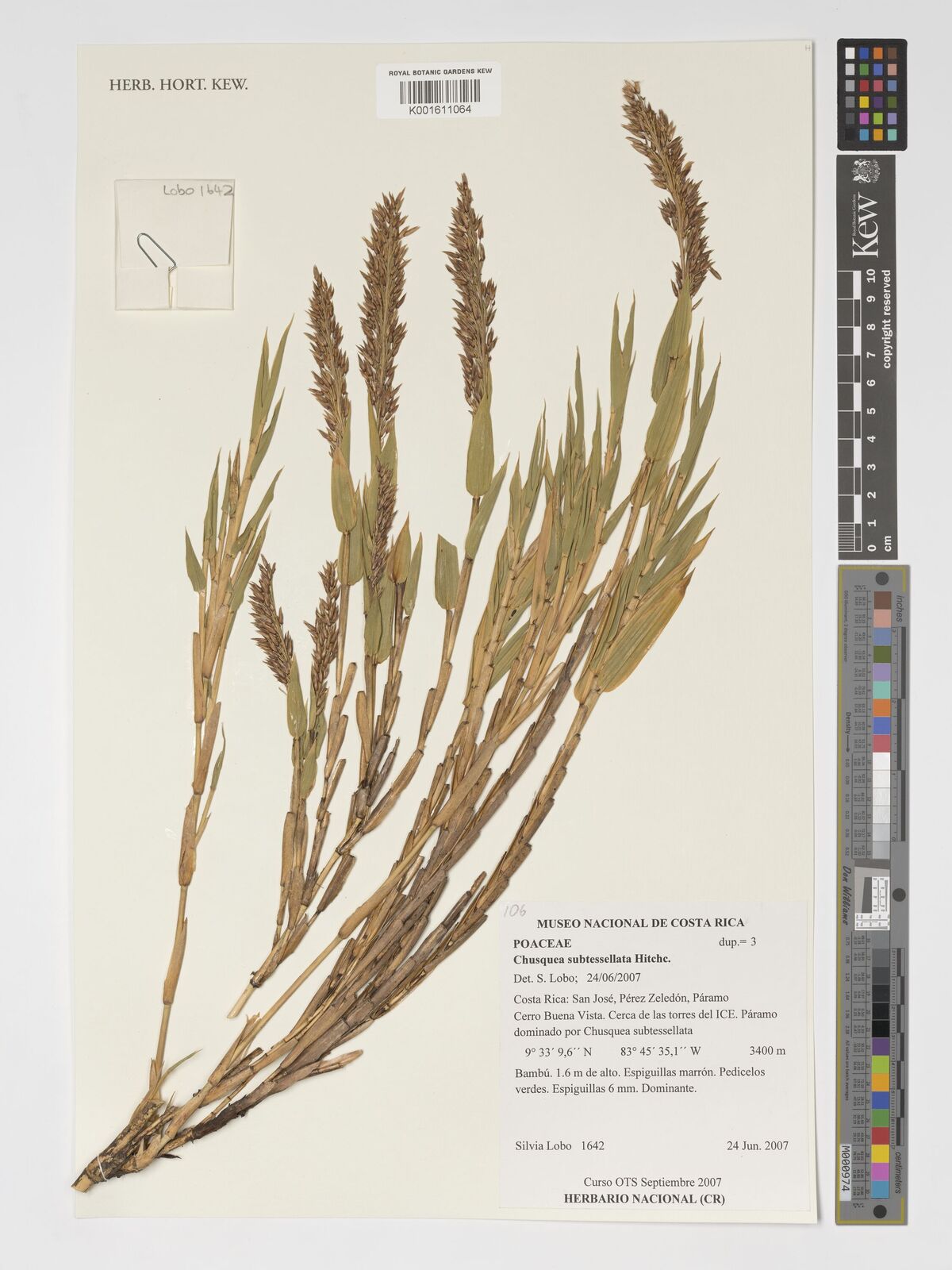 Chusquea subtessellata Hitchc. | Plants of the World Online | Kew Science