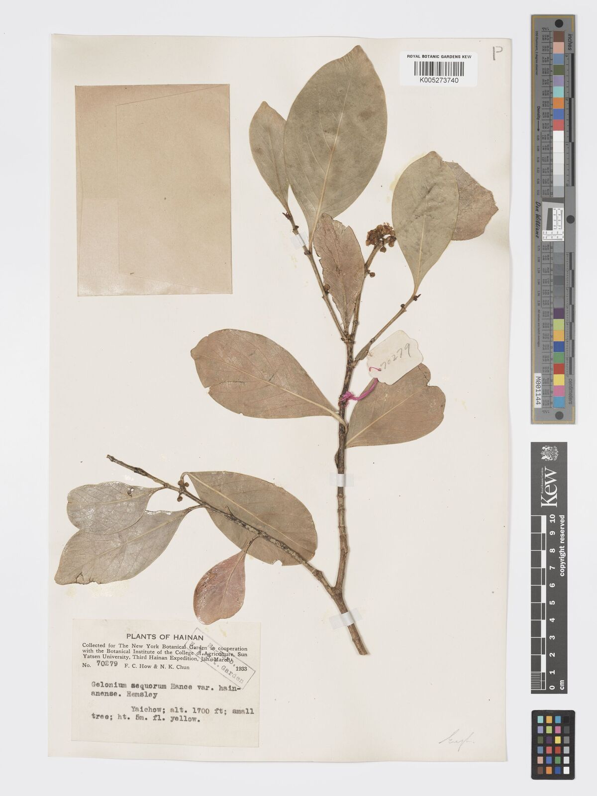 Suregada multiflora (A.Juss.) Baill. | Plants of the World Online | Kew ...