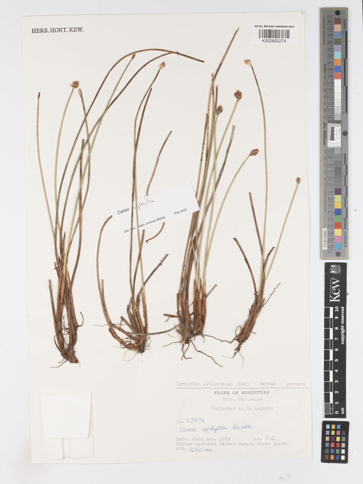 Carex aphylla Kunth | Plants of the World Online | Kew Science