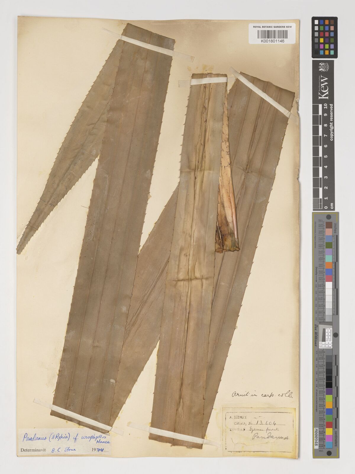 Pandanus urophyllus Hance | Plants of the World Online | Kew Science