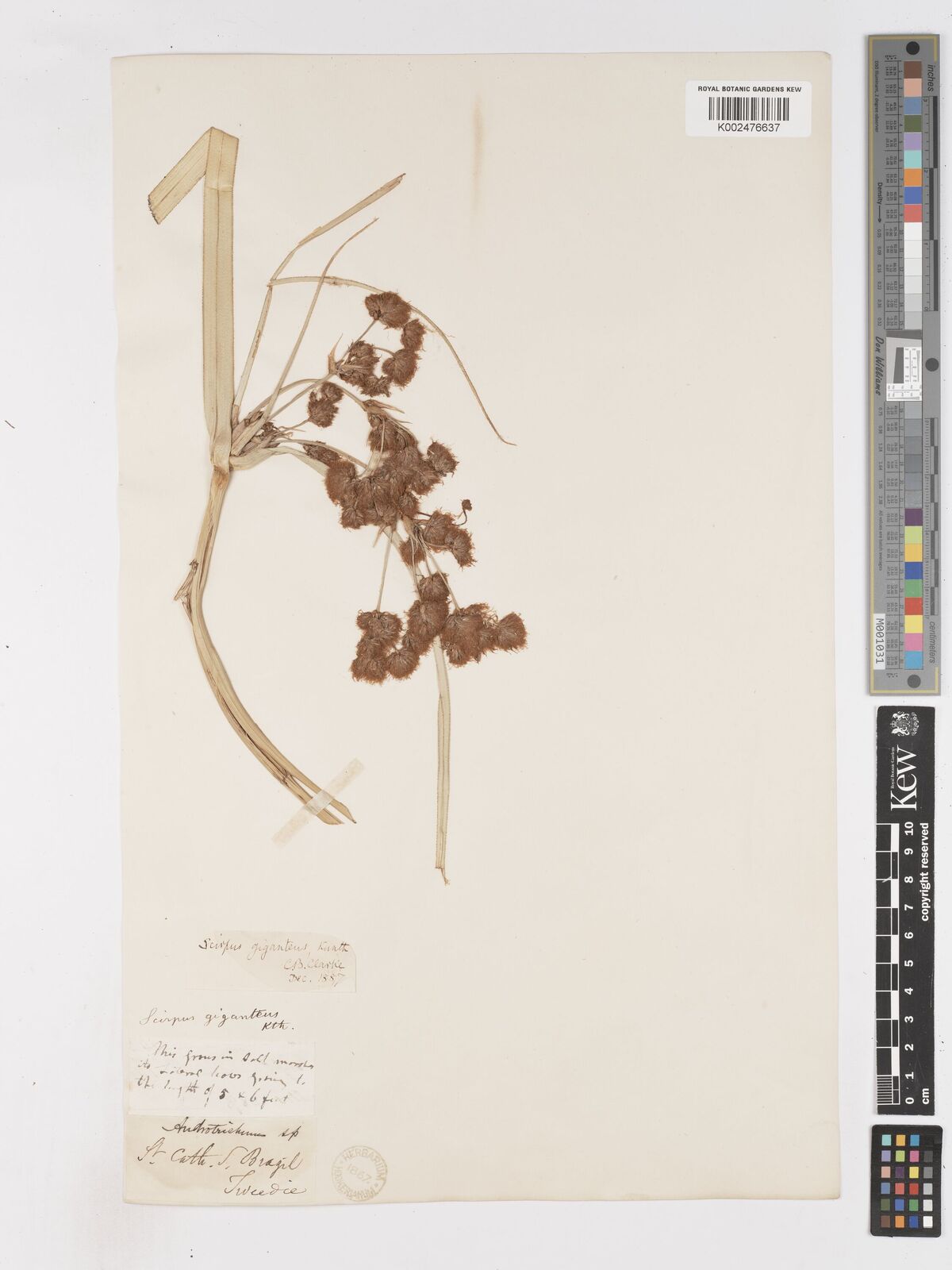 Cyperus byssaceus Pereira-Silva | Plants of the World Online | Kew Science