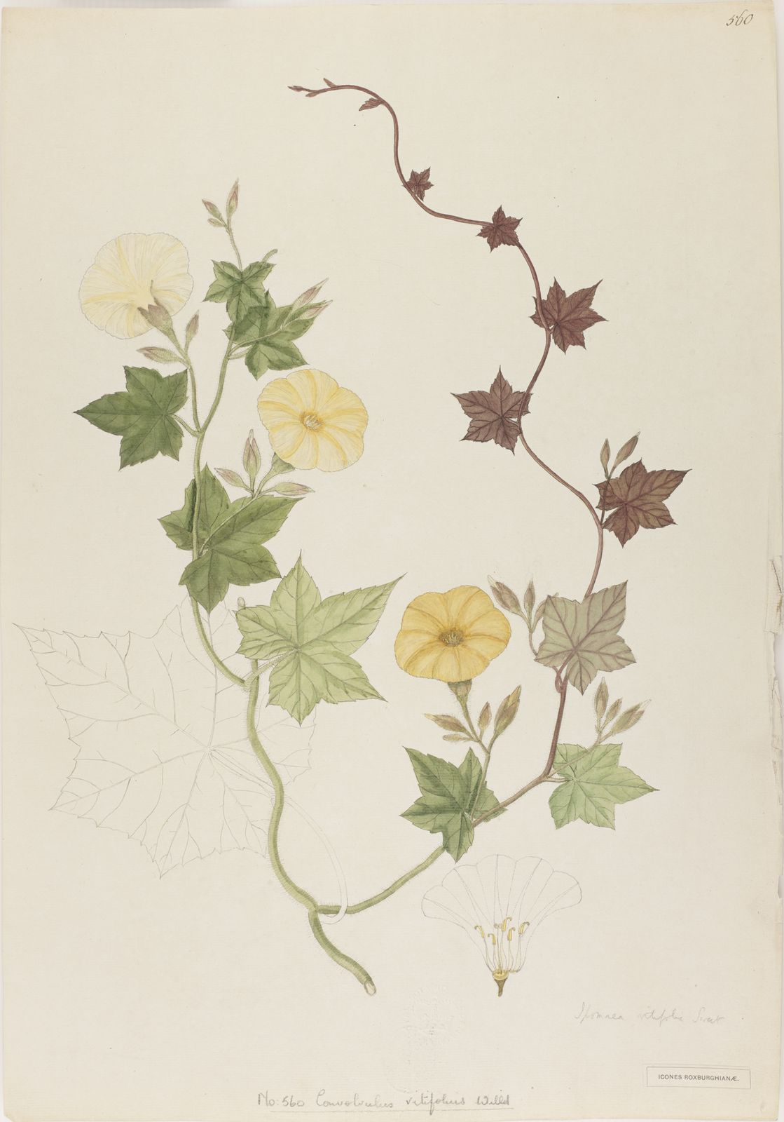 Distimake vitifolius (Burm.f.) Pisuttimarn & Petrongari | Plants of the ...