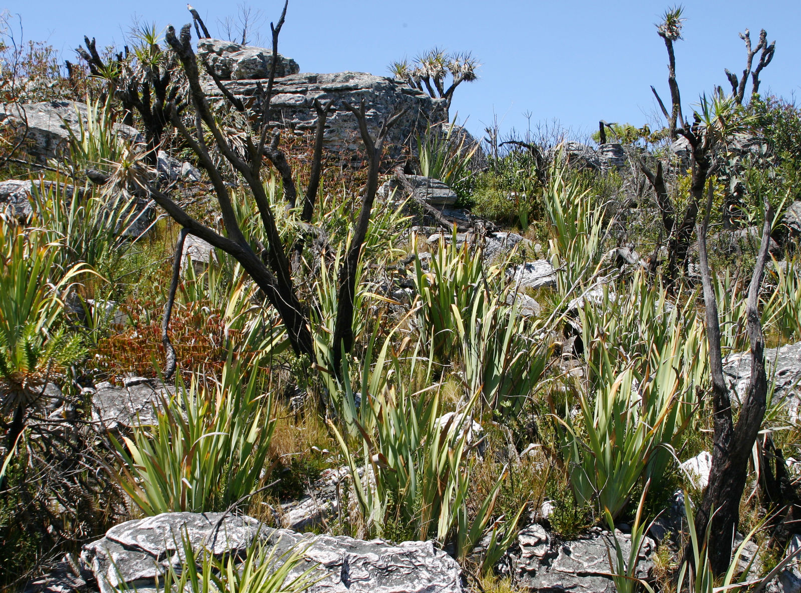 Trimezia rupestris Ravenna | Plants of the World Online | Kew Science