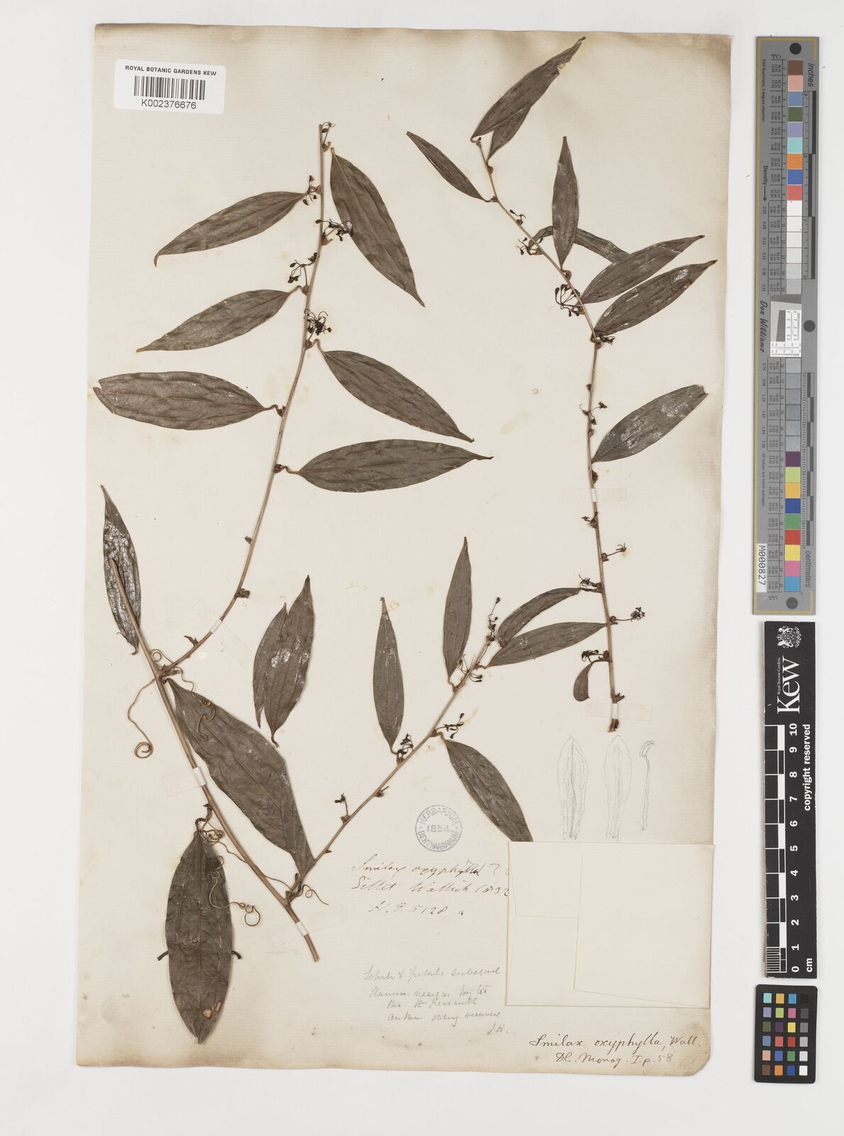 Smilax roxburghiana Wall. ex A.DC. | Plants of the World Online | Kew ...