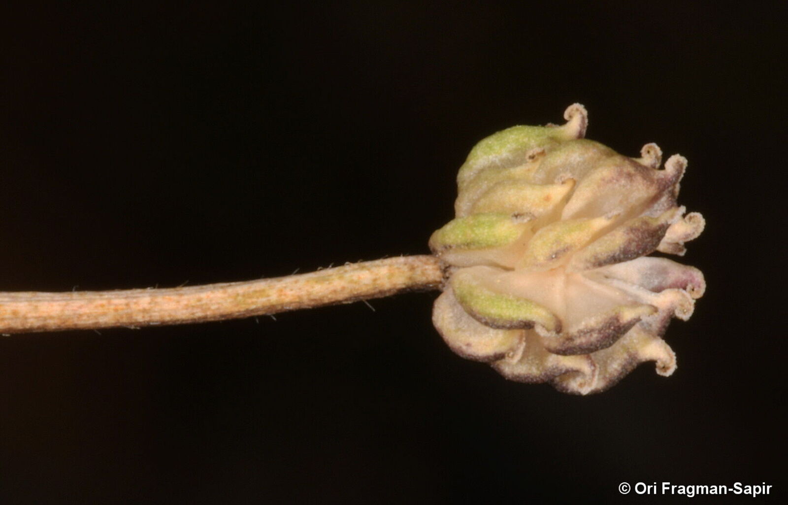 Ranunculus demissus var. demissus | Plants of the World Online | Kew ...