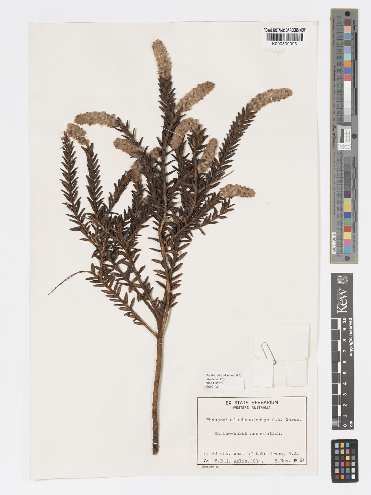 Physopsis Turcz. | Plants of the World Online | Kew Science