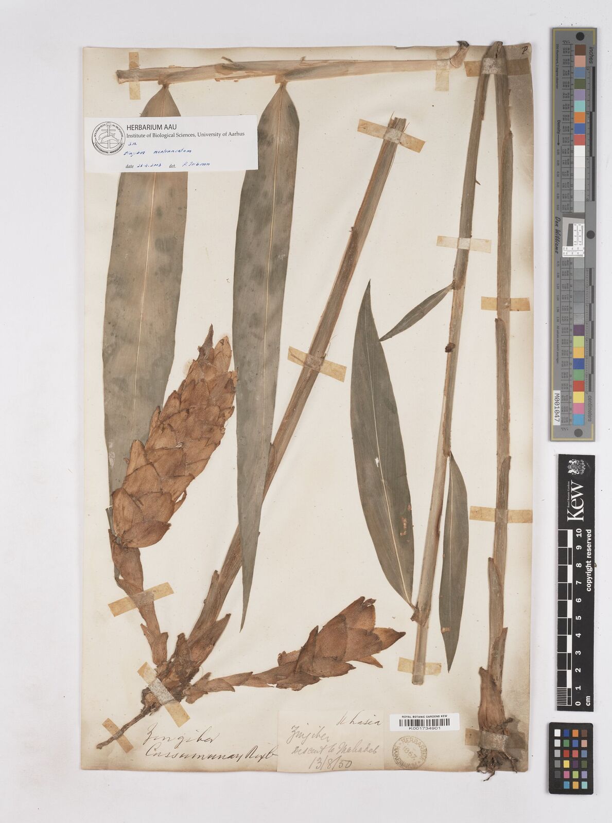 Zingiber neotruncatum T.L.Wu, K.Larsen & Turland | Plants of the World ...