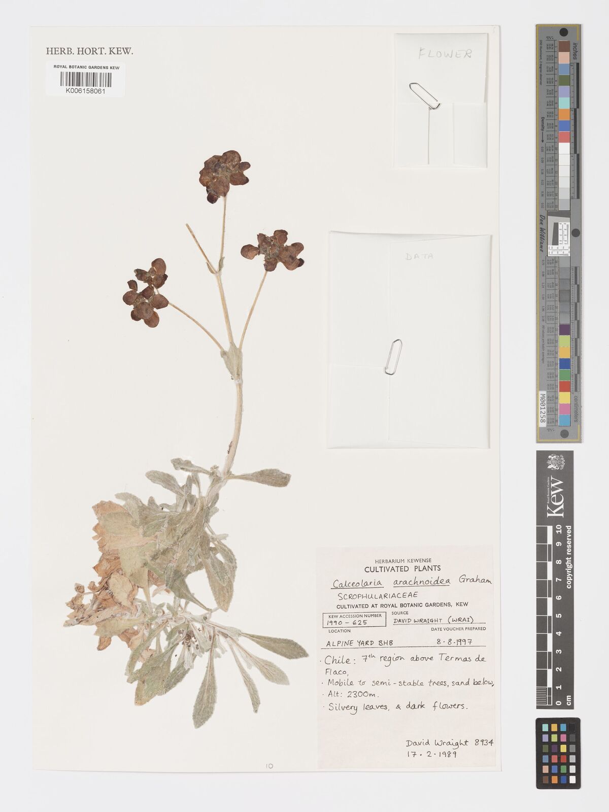 Calceolaria arachnoidea Graham | Plants of the World Online | Kew Science