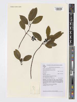 Polyosma Blume | Plants of the World Online | Kew Science