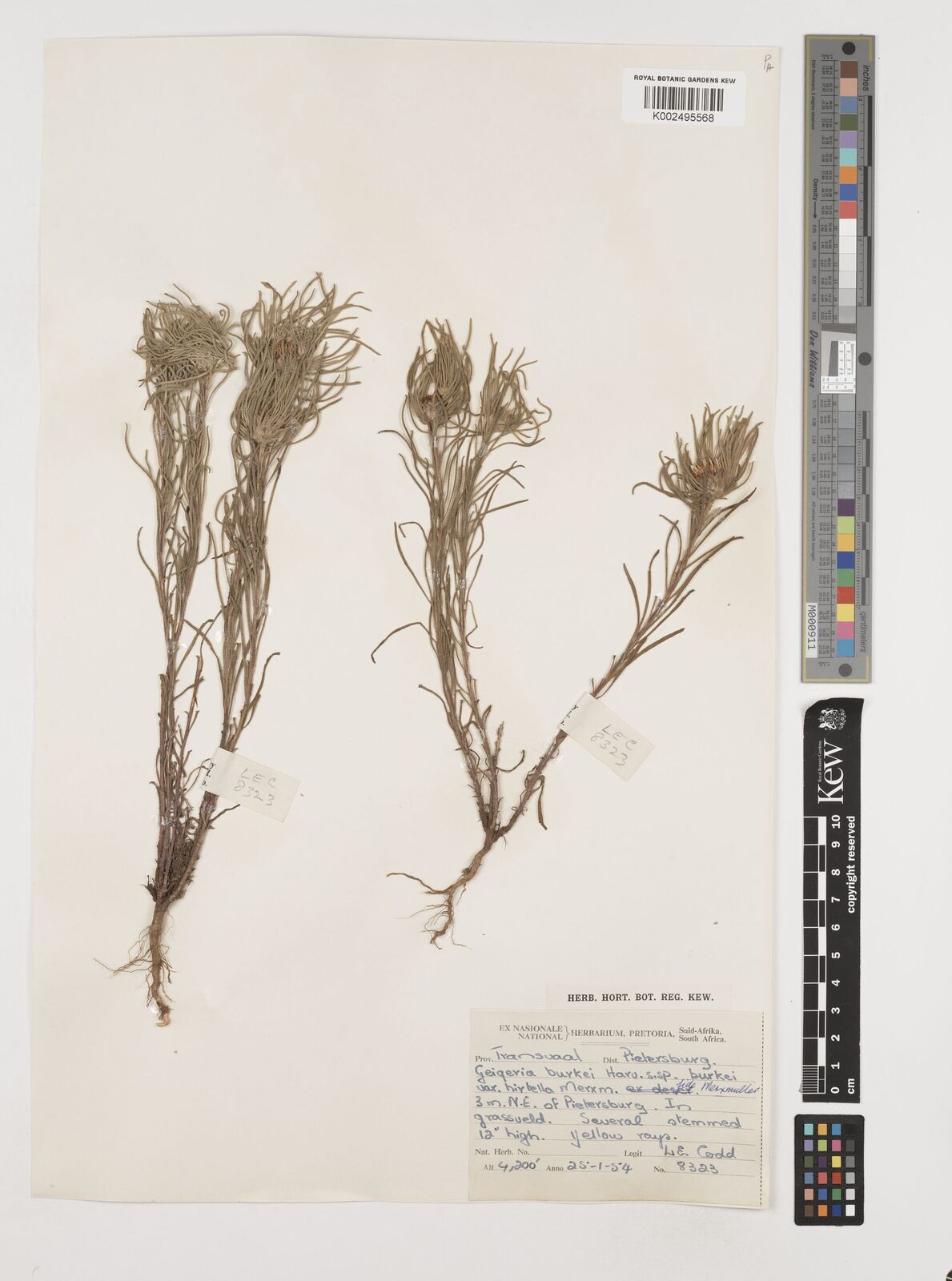 Geigeria burkei subsp. burkei | Plants of the World Online | Kew Science