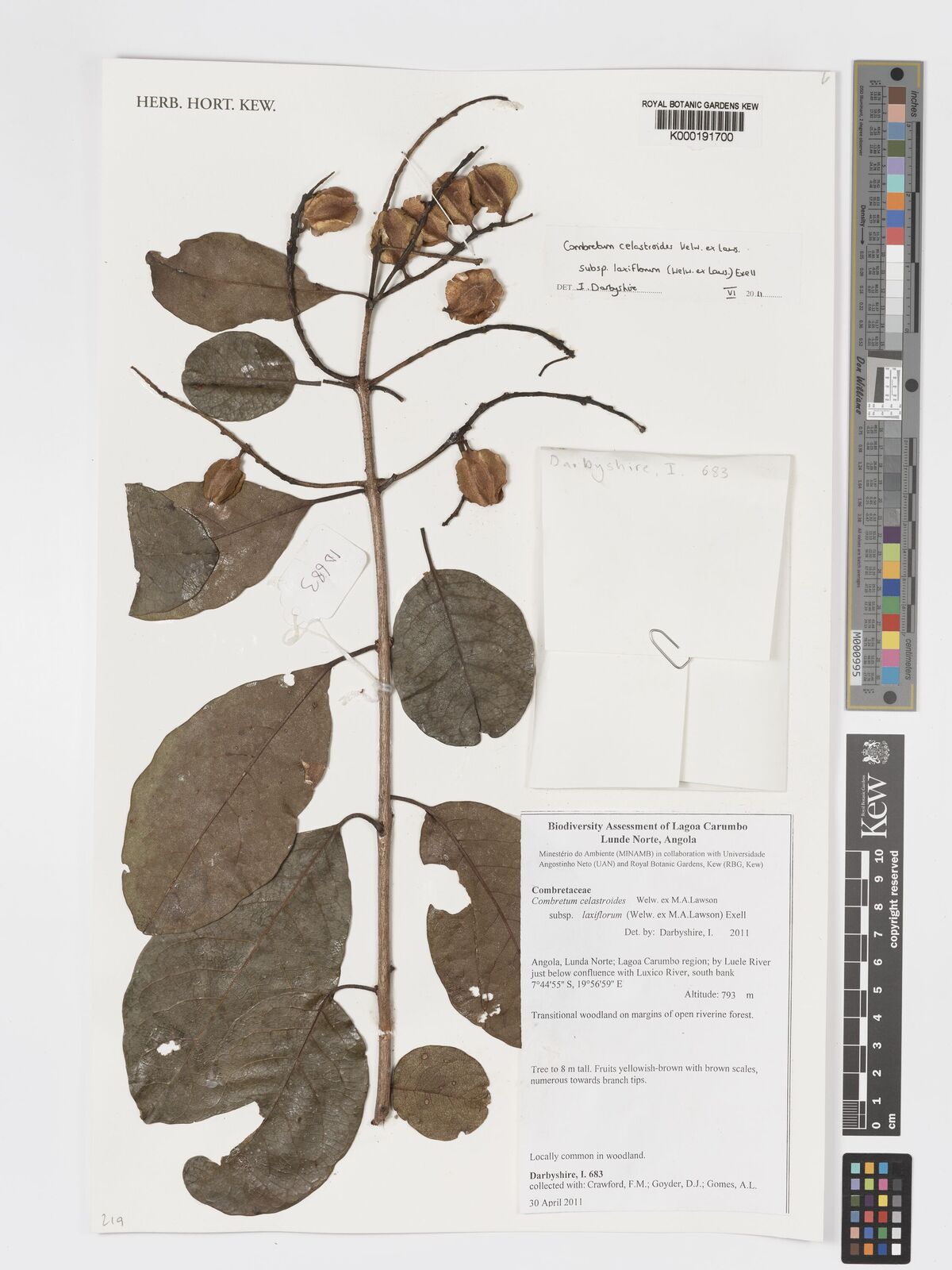 Combretum celastroides subsp. laxiflorum (Welw. ex M.A.Lawson) Exell ...