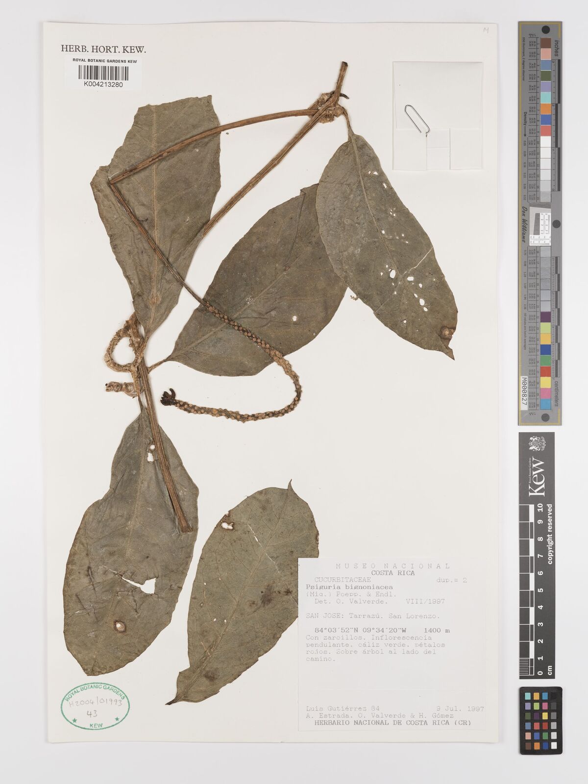 Gurania bignoniacea (Poepp. & Endl.) C.Jeffrey | Plants of the World ...