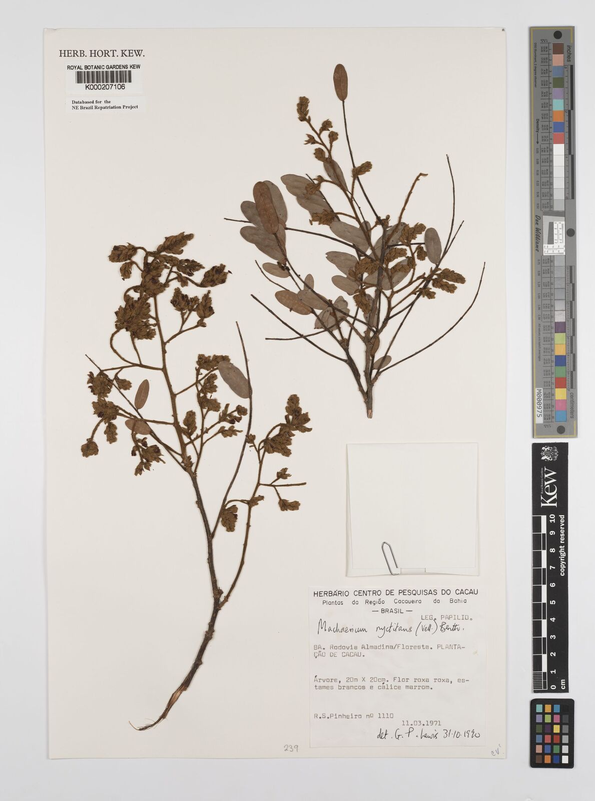 Machaerium nyctitans (Vell.) Benth. | Plants of the World Online | Kew ...