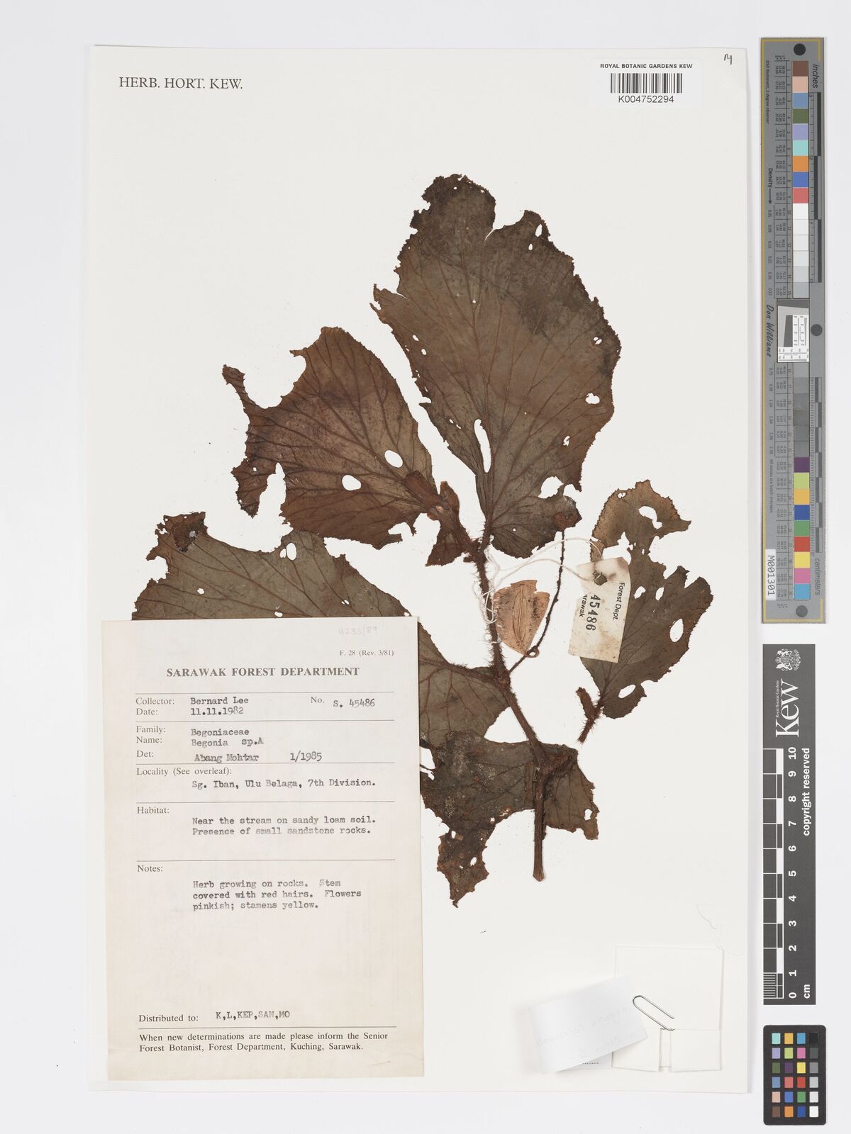Begonia corrugata Kiew & S.Julia | Plants of the World Online | Kew Science
