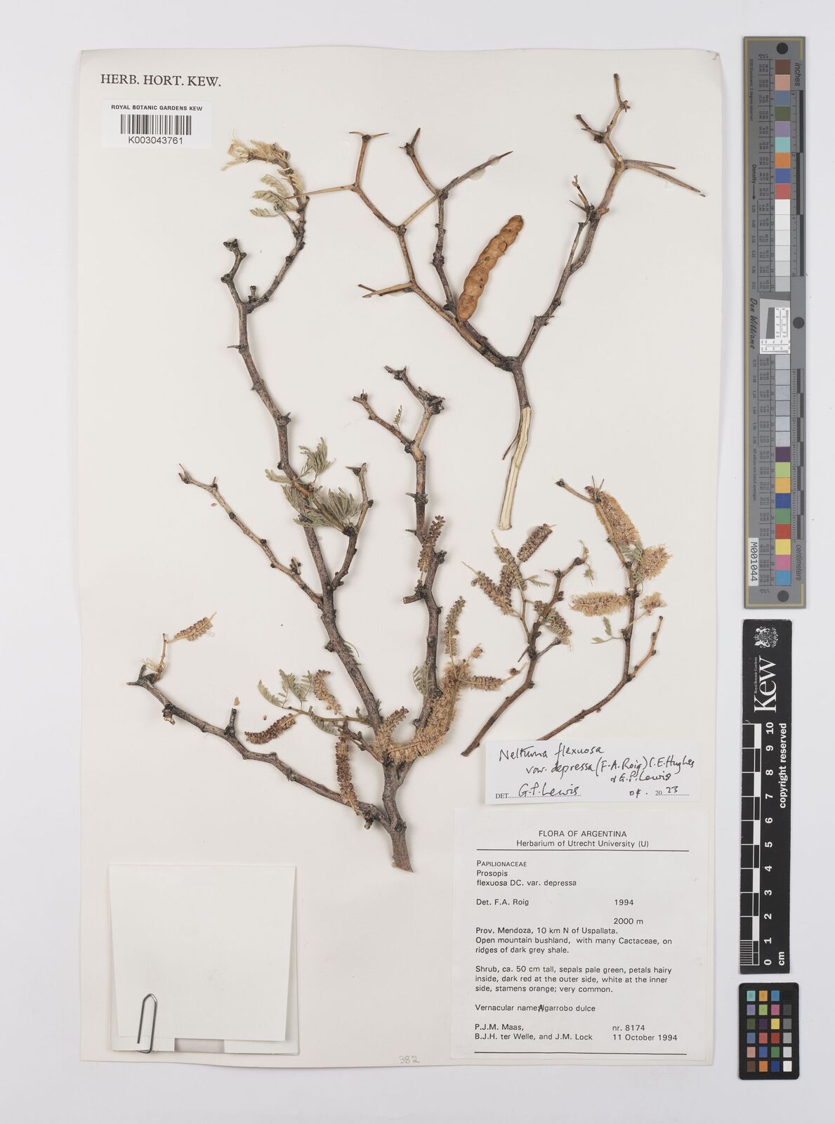 Neltuma flexuosa var. depressa (F.A.Roig) C.E.Hughes & G.P.Lewis ...