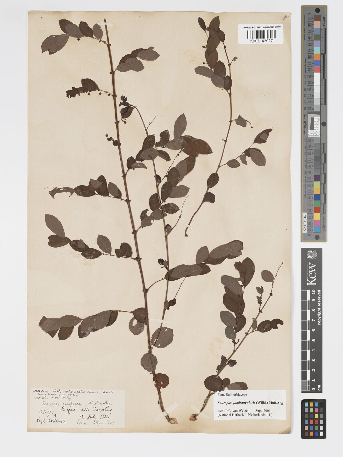 Phyllanthus quadrangularis Willd. | Plants of the World Online | Kew ...