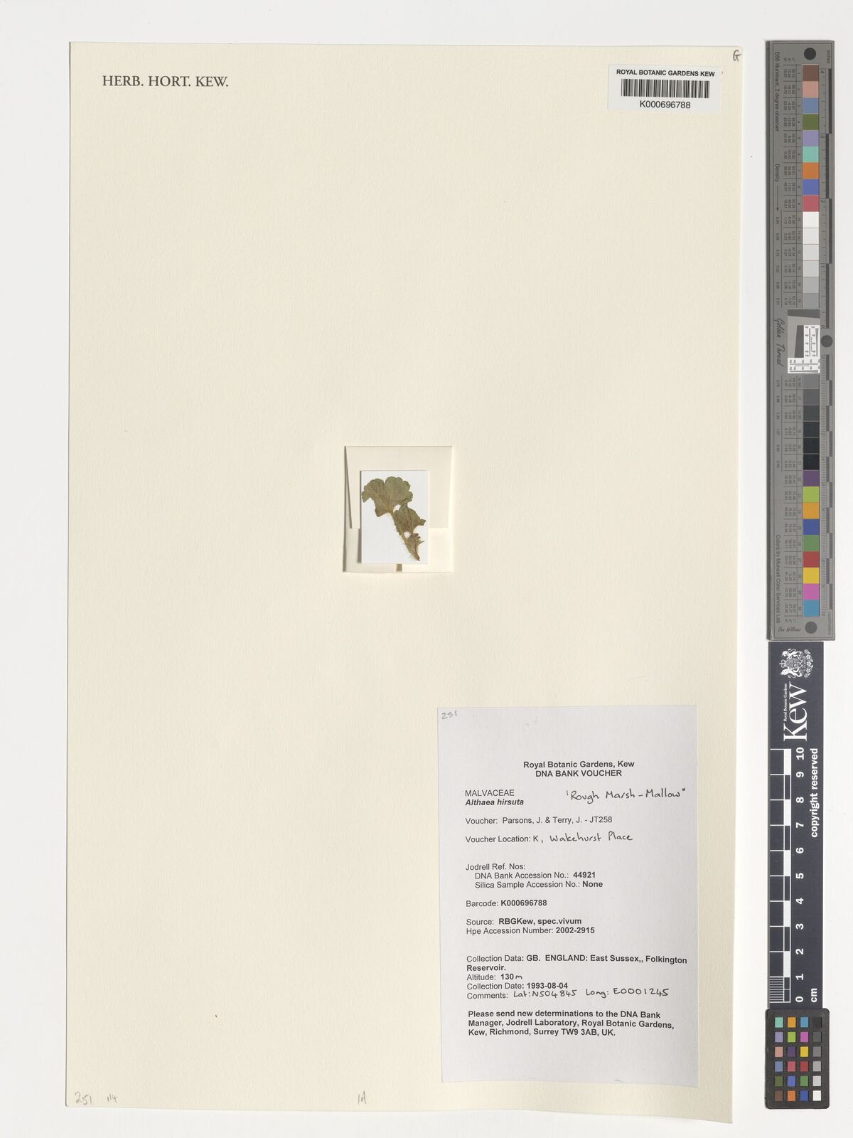 Malva setigera K.F.Schimp. & Spenn. | Plants of the World Online | Kew ...