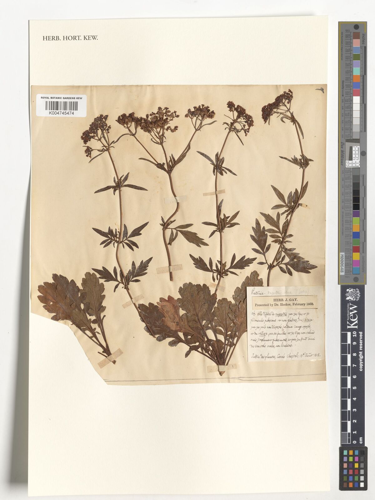 Patrinia rupestris (Pall.) Dufr. | Plants of the World Online | Kew Science