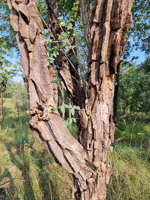 Chloroxylon swietenia DC. | Plants of the World Online | Kew Science