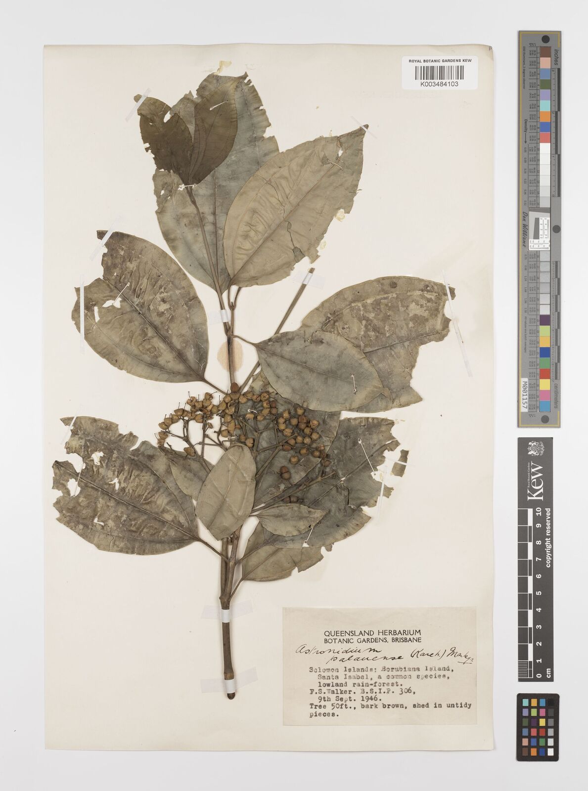 Astronidium palauense (Kaneh.) Markgr. | Plants of the World Online ...