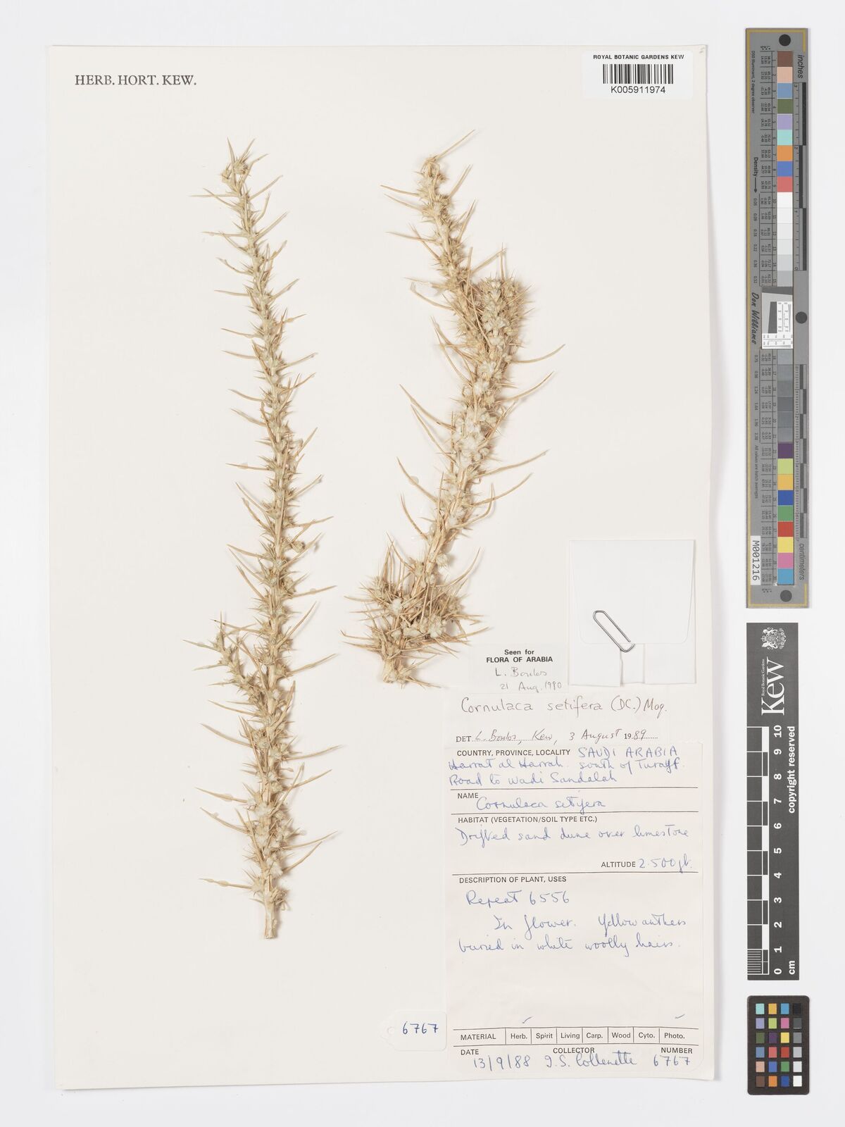 Cornulaca setifera (DC.) Moq. | Plants of the World Online | Kew Science