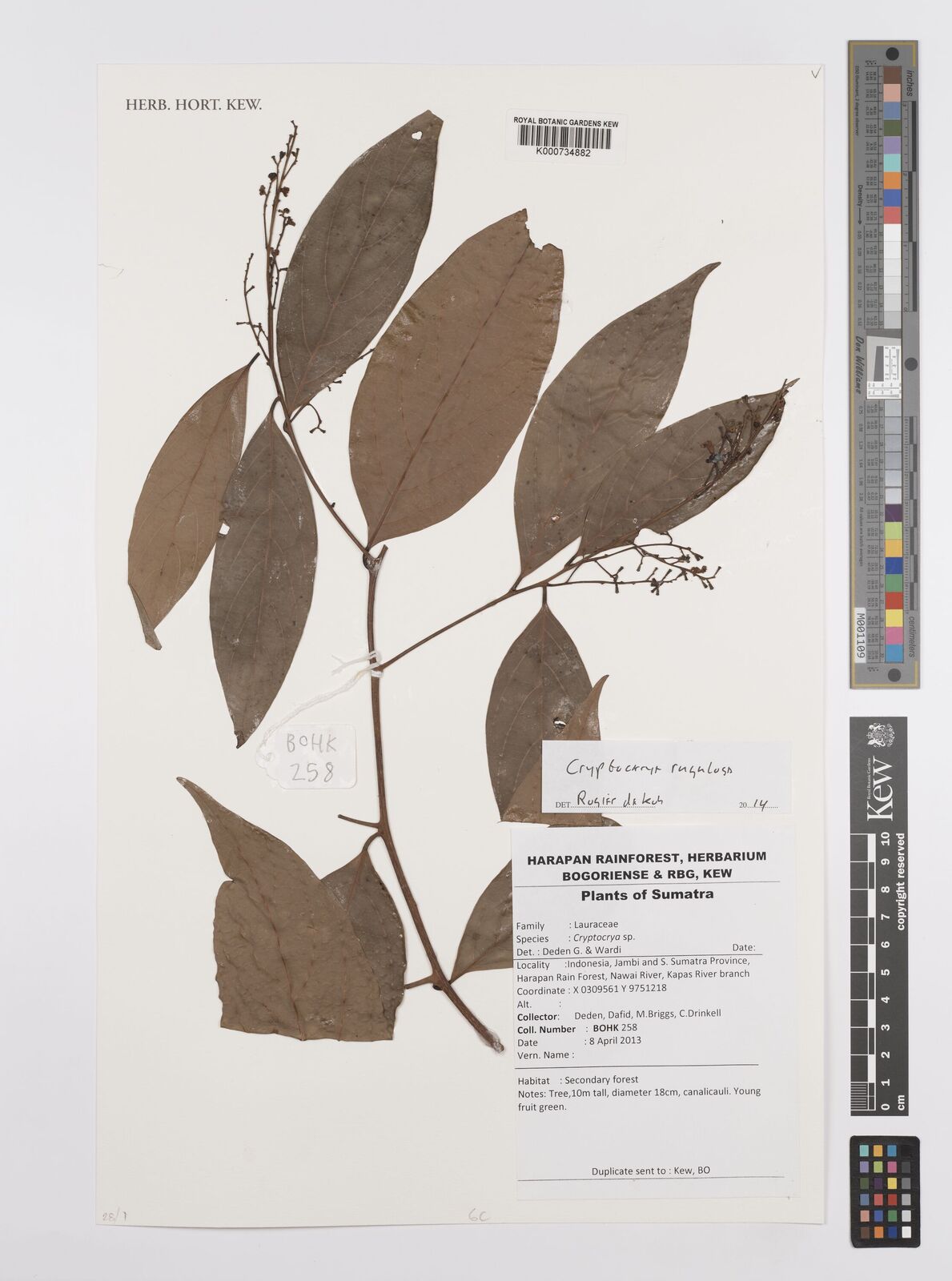 Cryptocarya rugulosa Hook.f. | Plants of the World Online | Kew Science