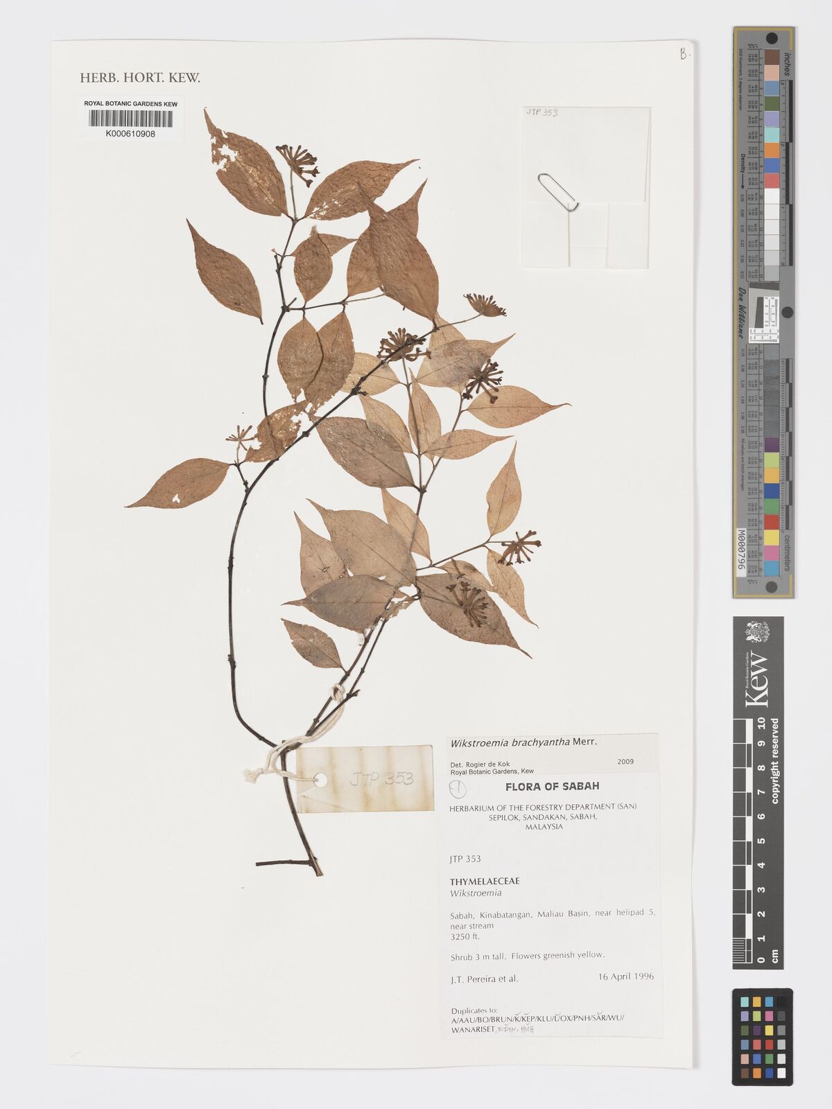 Wikstroemia brachyantha Merr. | Plants of the World Online | Kew Science