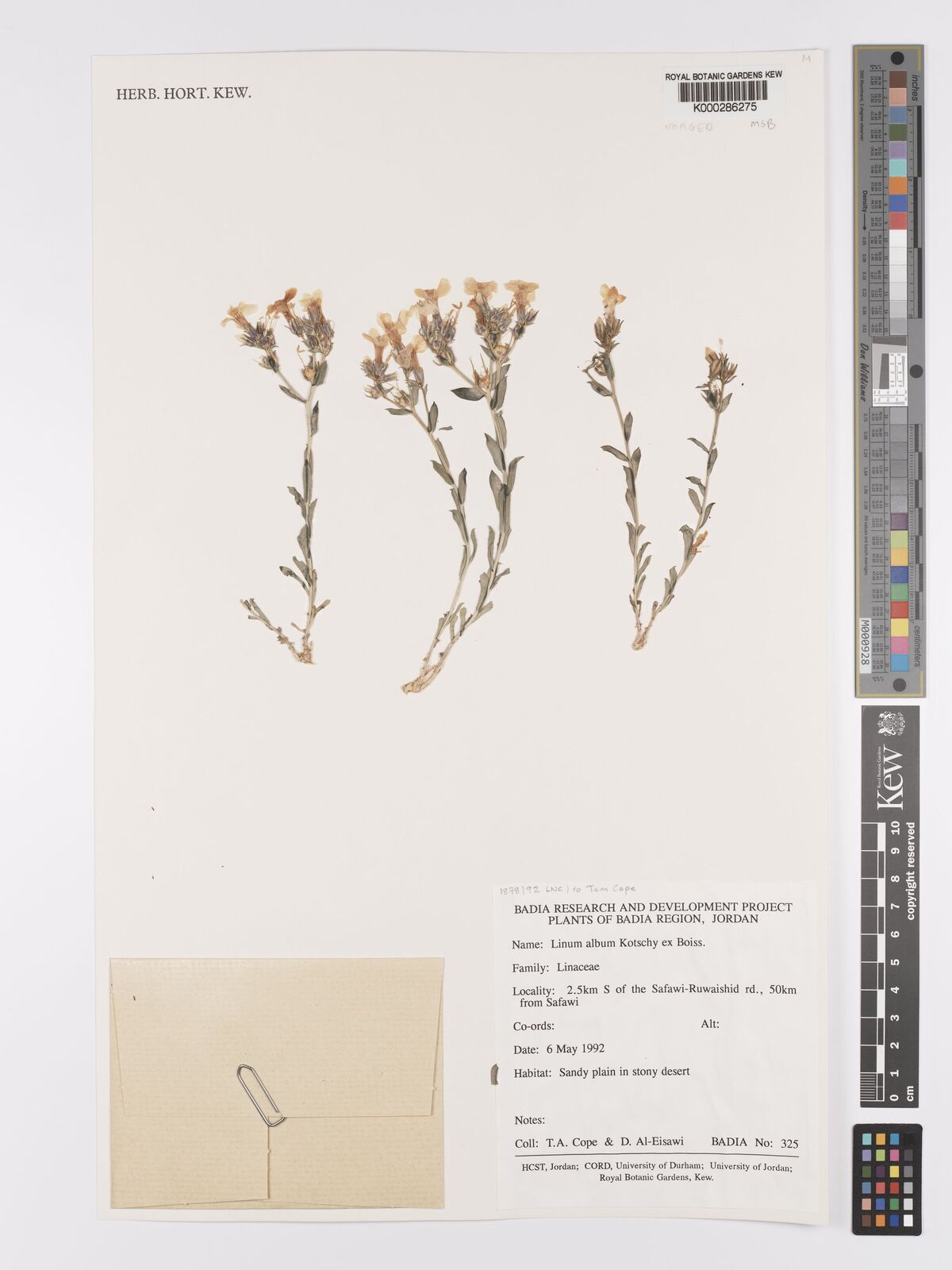 Linum album Kotschy ex Boiss. | Plants of the World Online | Kew Science