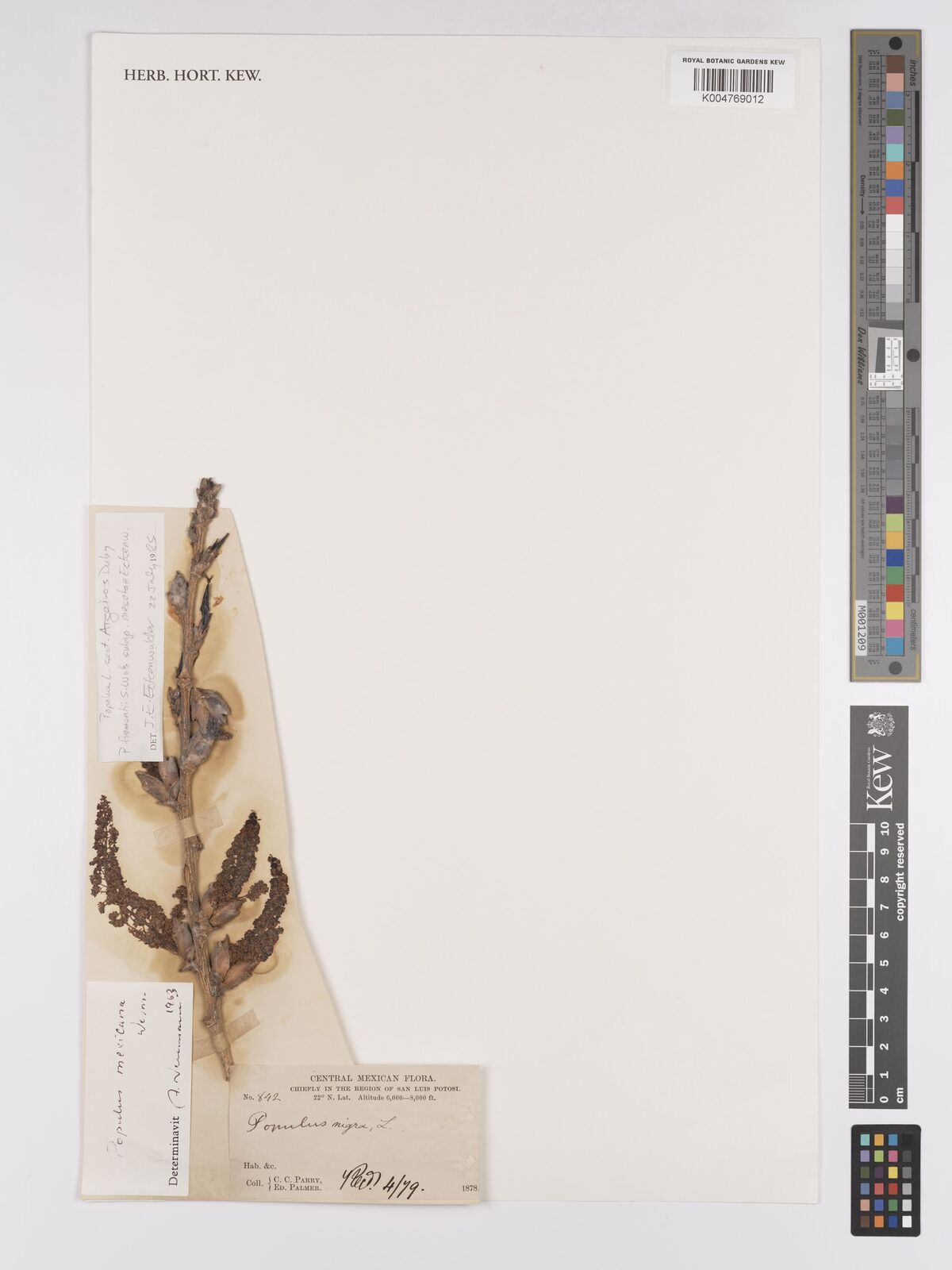 Populus mexicana Wesm. | Plants of the World Online | Kew Science