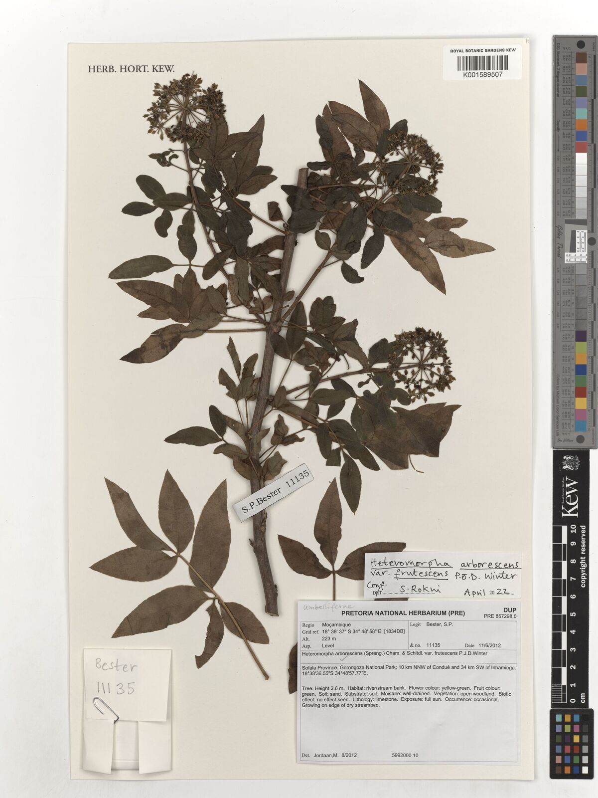 Heteromorpha arborescens var. frutescens P.J.D.Winter | Plants of the ...