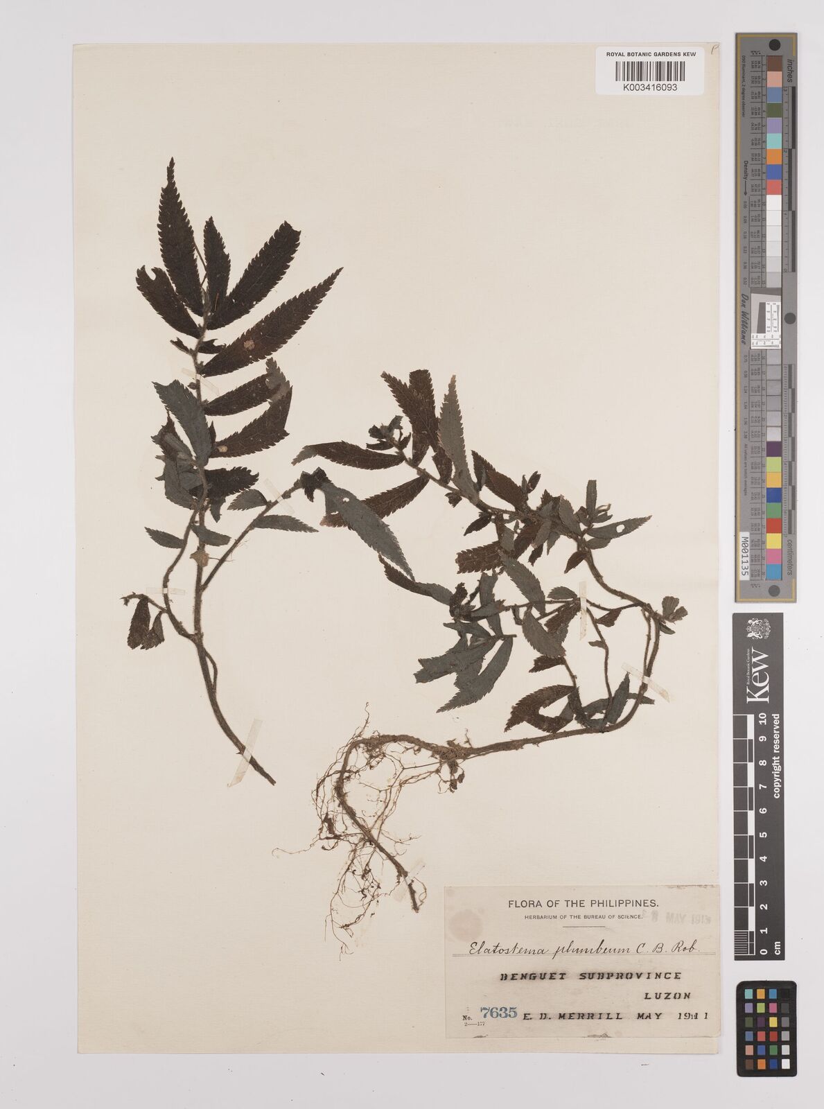 Elatostema plumbeum C.B.Rob. | Plants of the World Online | Kew Science