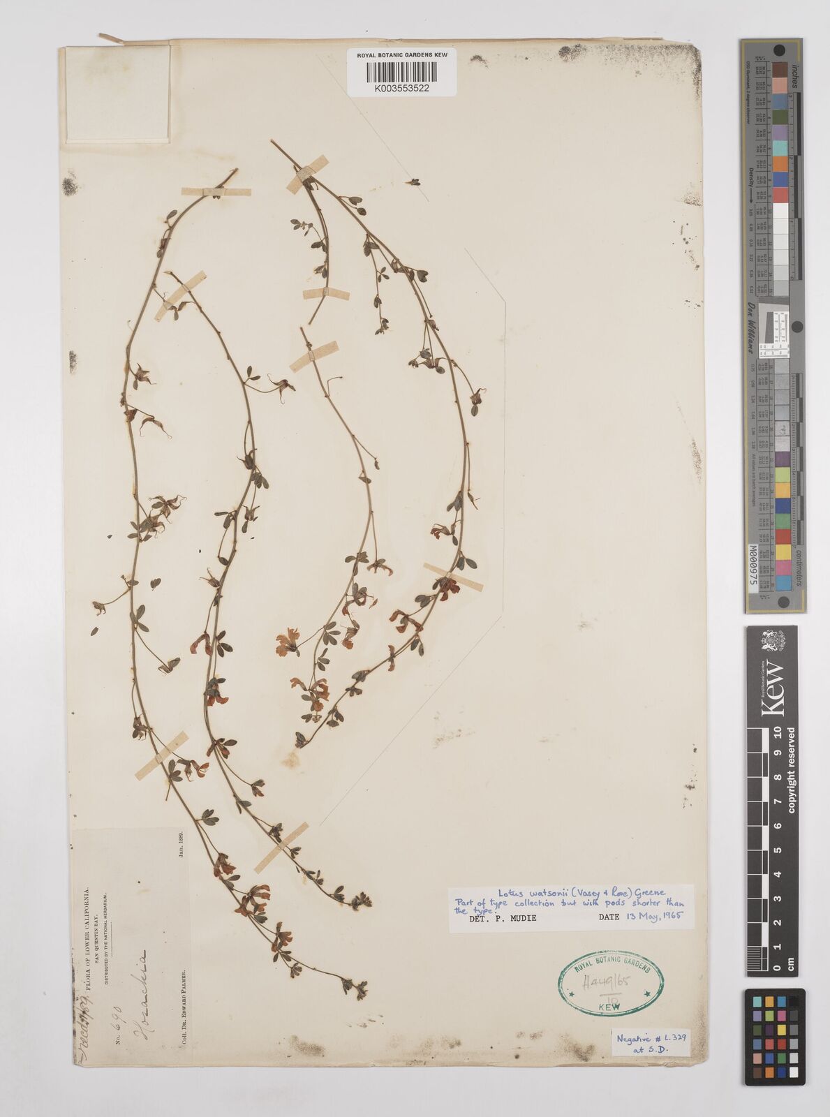 Acmispon watsonii (Vasey & Rose) Brouillet | Plants of the World Online ...