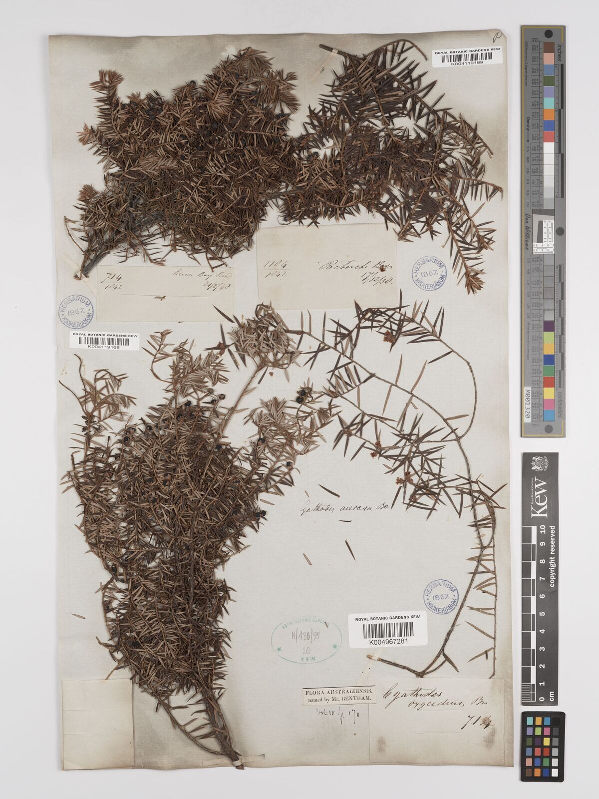 Leptecophylla oxycedrus (Labill.) Jarman | Plants of the World Online ...