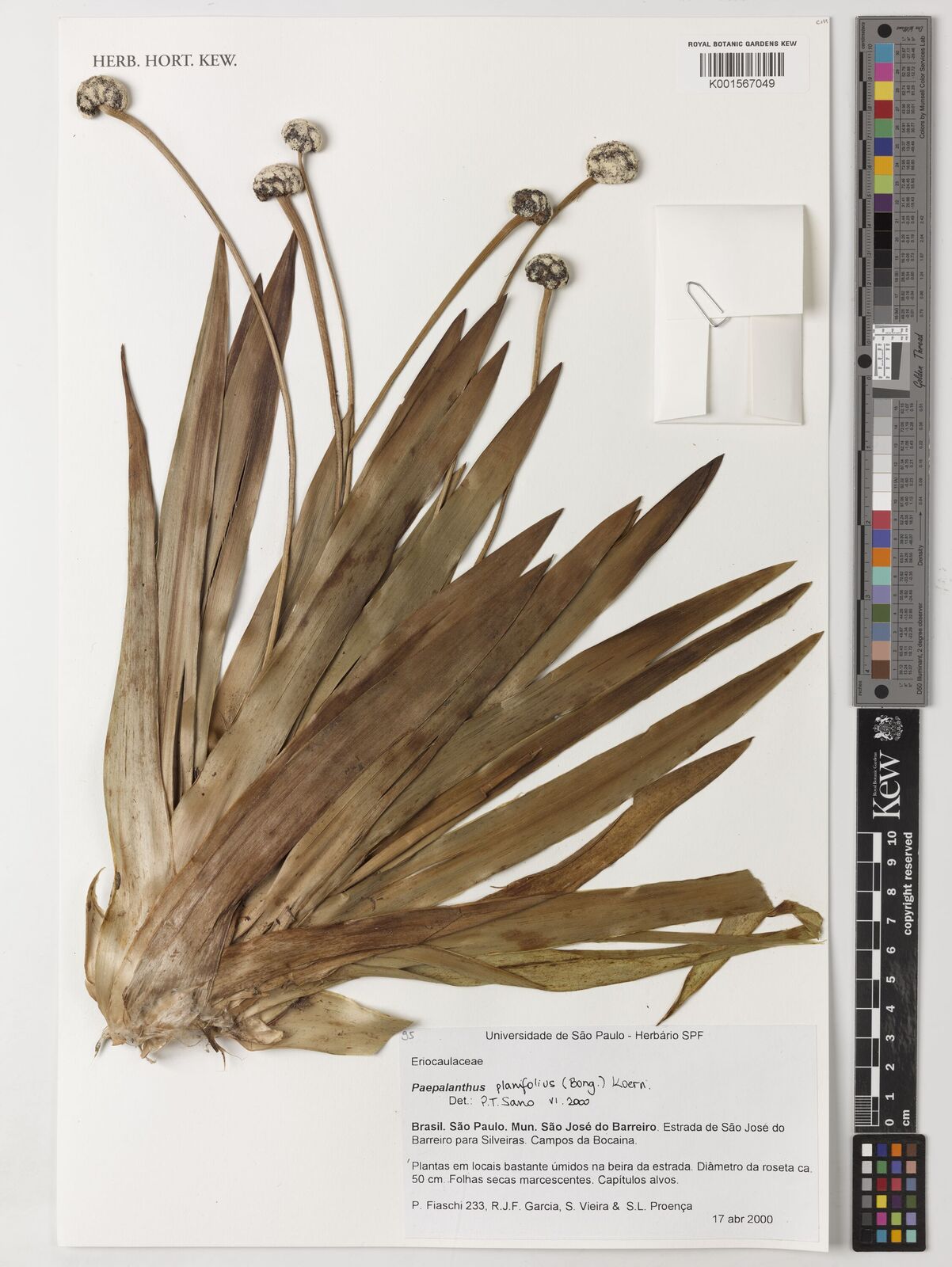 Paepalanthus planifolius (Bong.) Körn. | Plants of the World Online ...