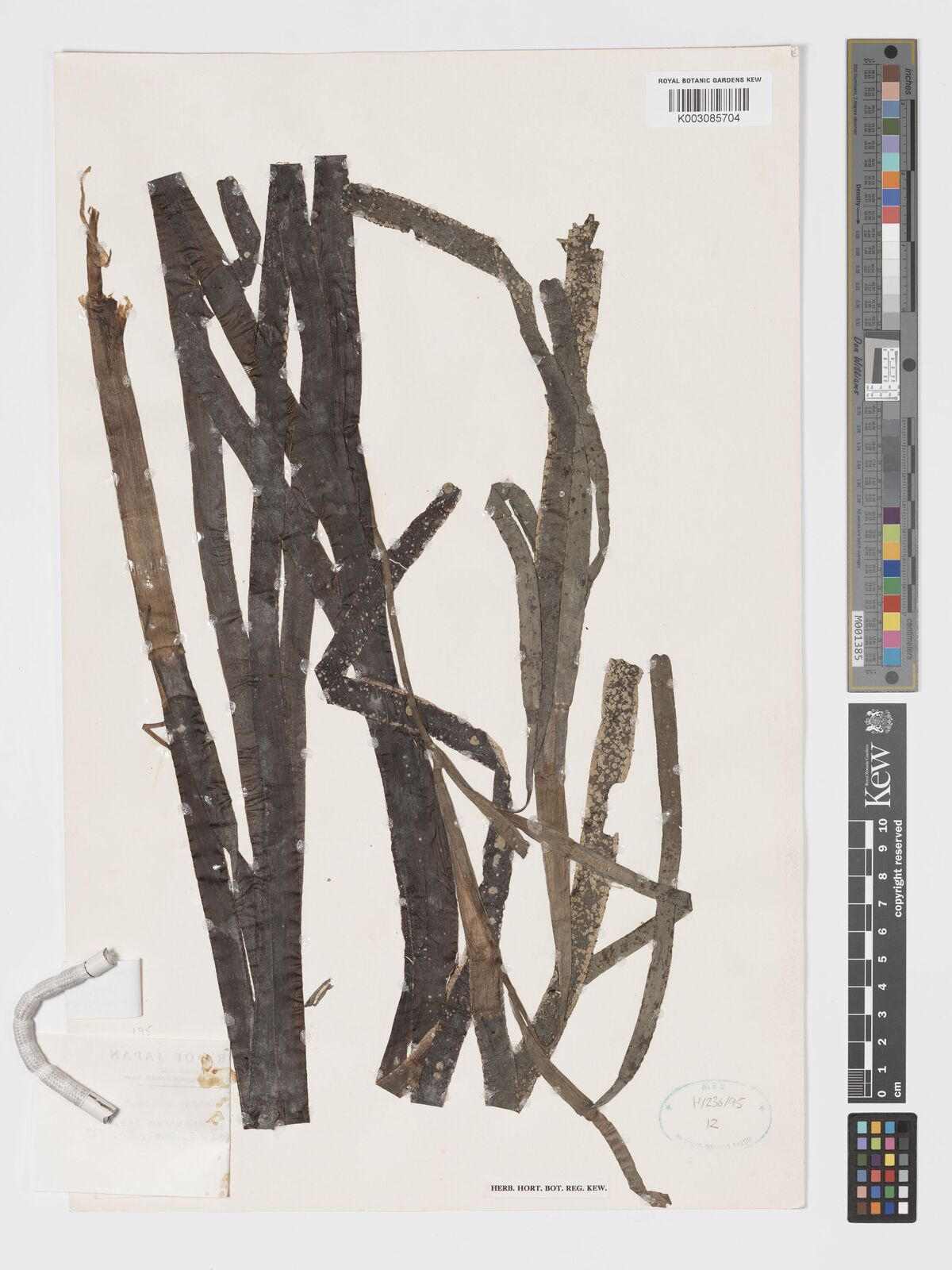 Zostera asiatica Miki | Plants of the World Online | Kew Science