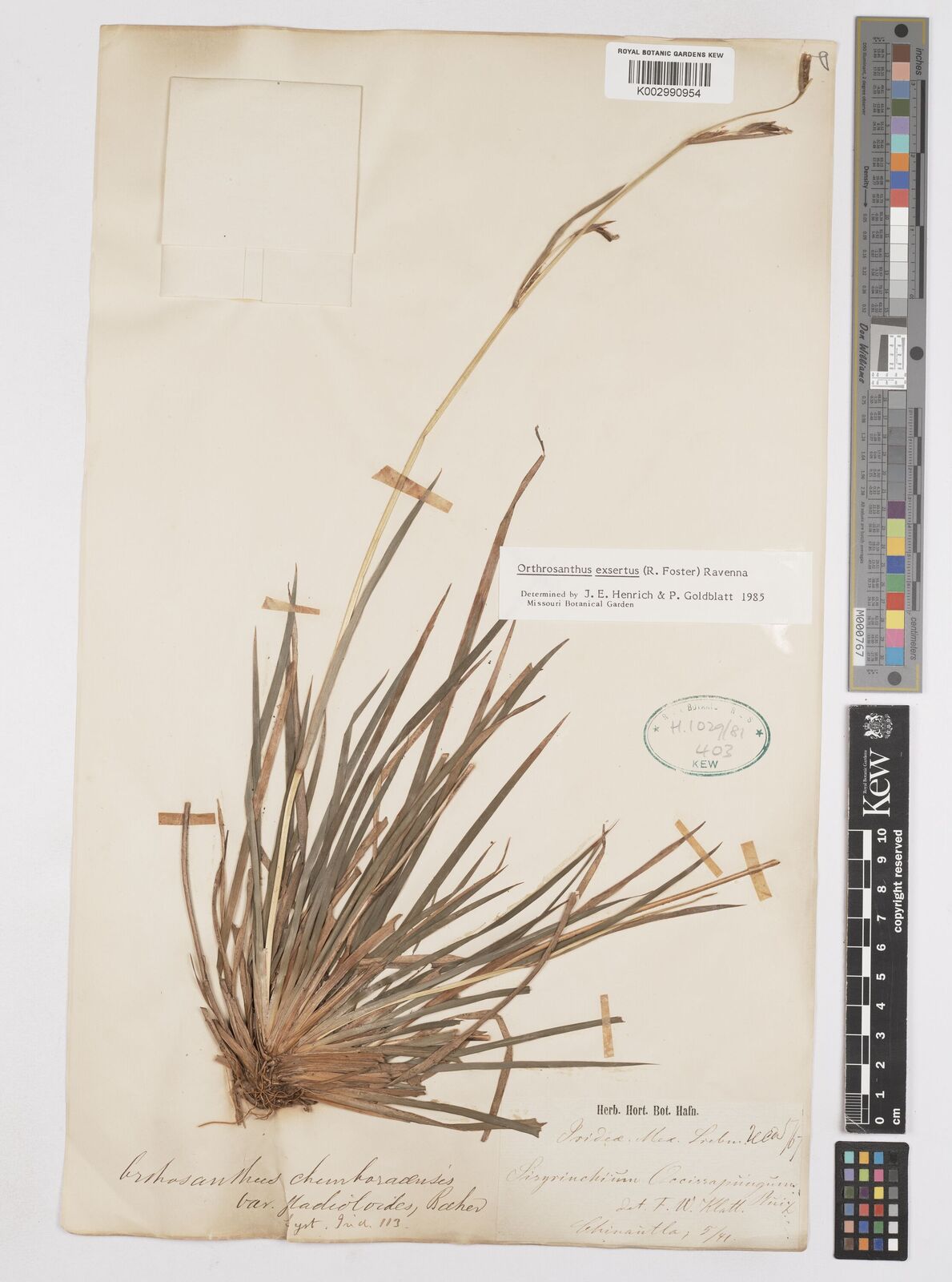 Orthrosanthus exsertus (R.C.Foster) Ravenna | Plants of the World ...