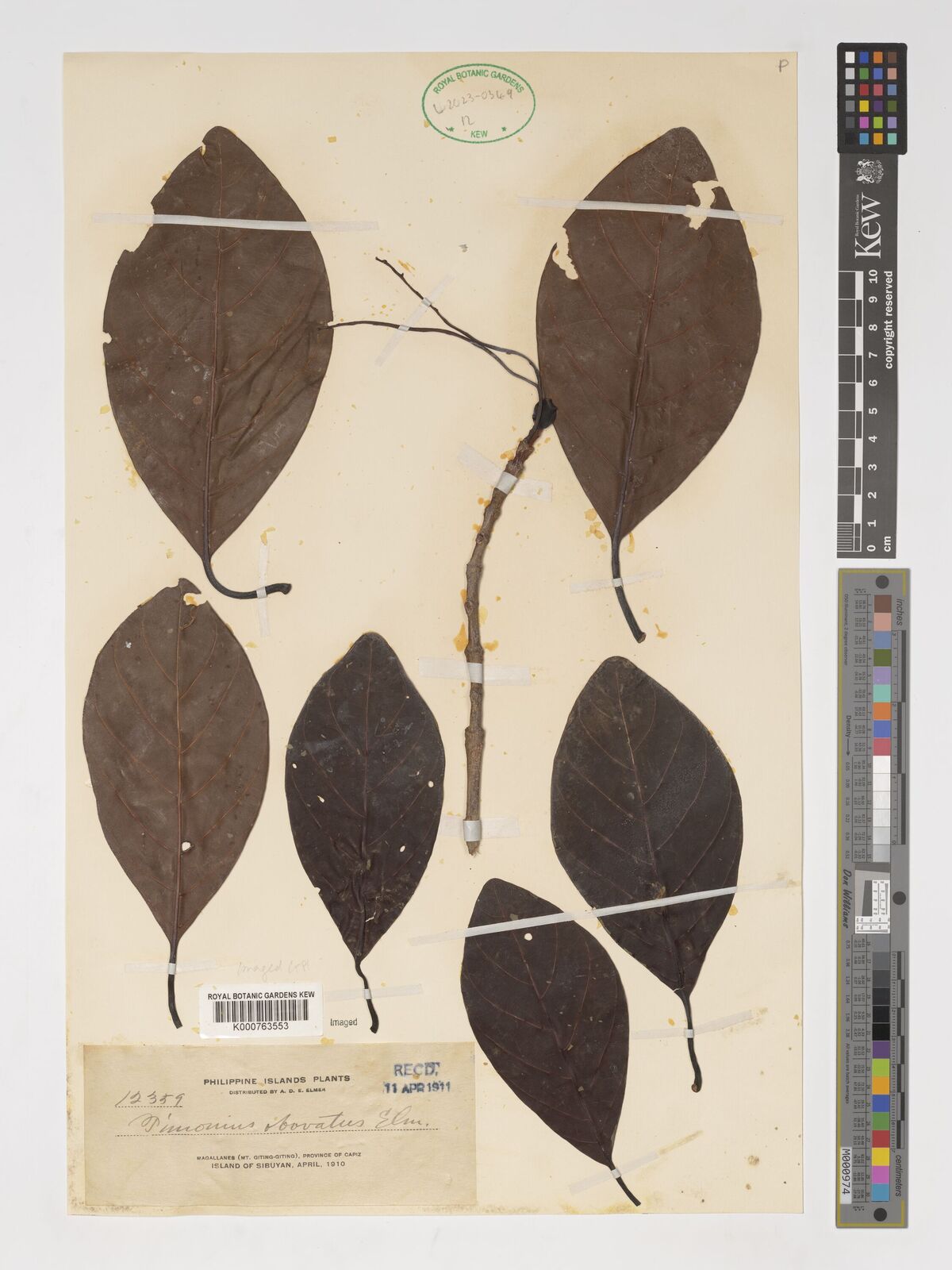 Timonius obovatus Elmer | Plants of the World Online | Kew Science