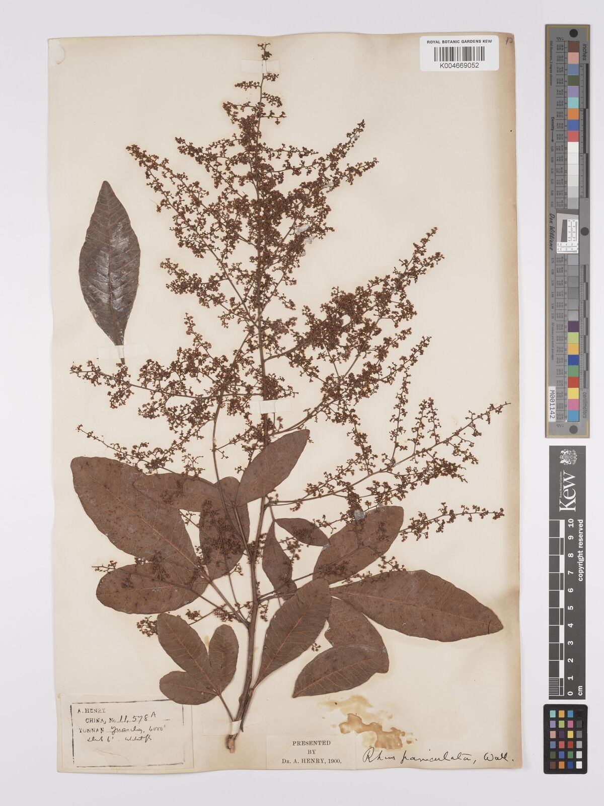 Searsia paniculata (Wall. ex G.Don) Moffett | Plants of the World ...