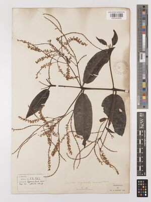 Terminalia myriocarpa Van Heurck & Müll.Arg. | Plants of the World ...