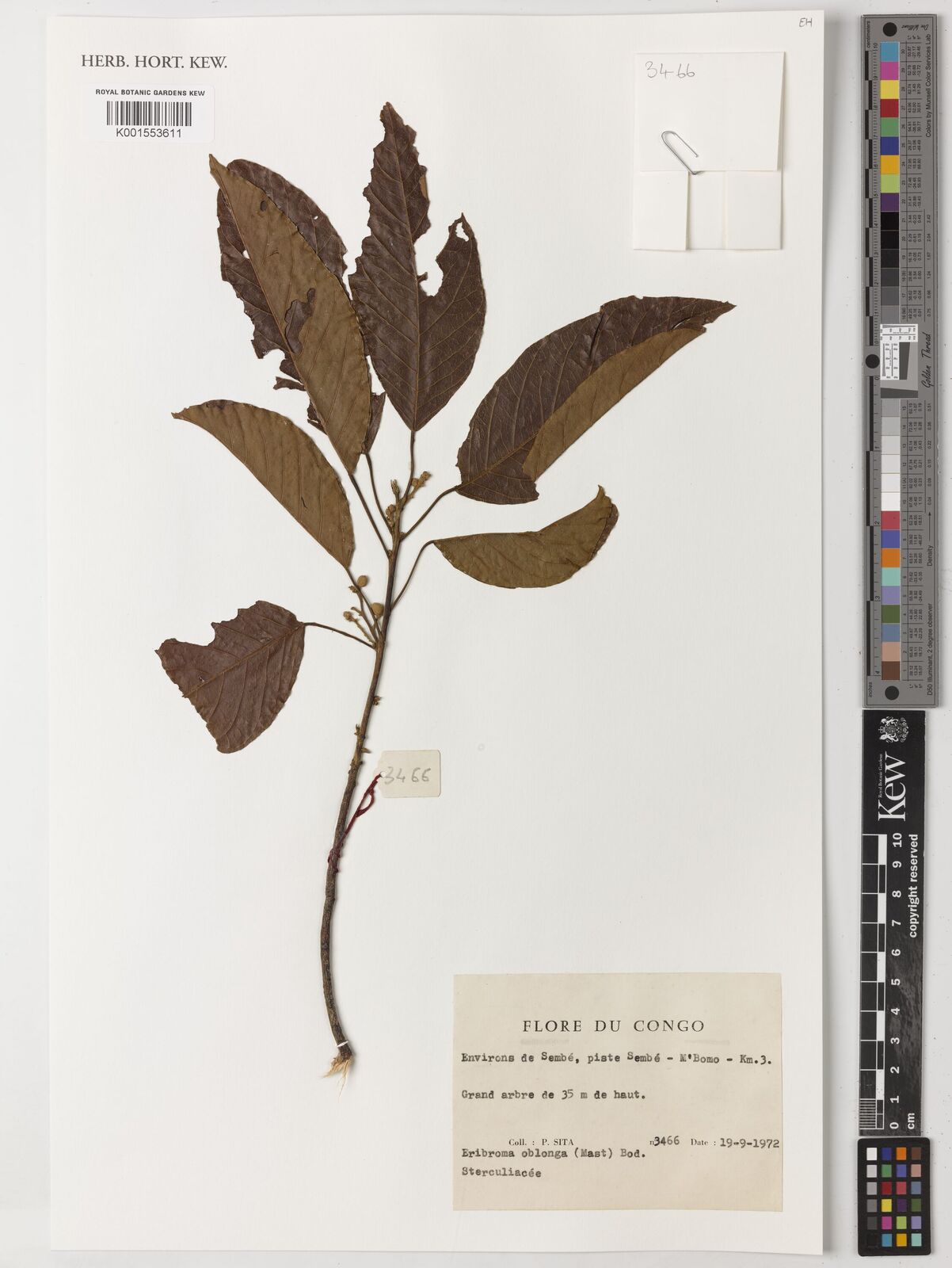 Sterculia oblonga Mast. | Plants of the World Online | Kew Science