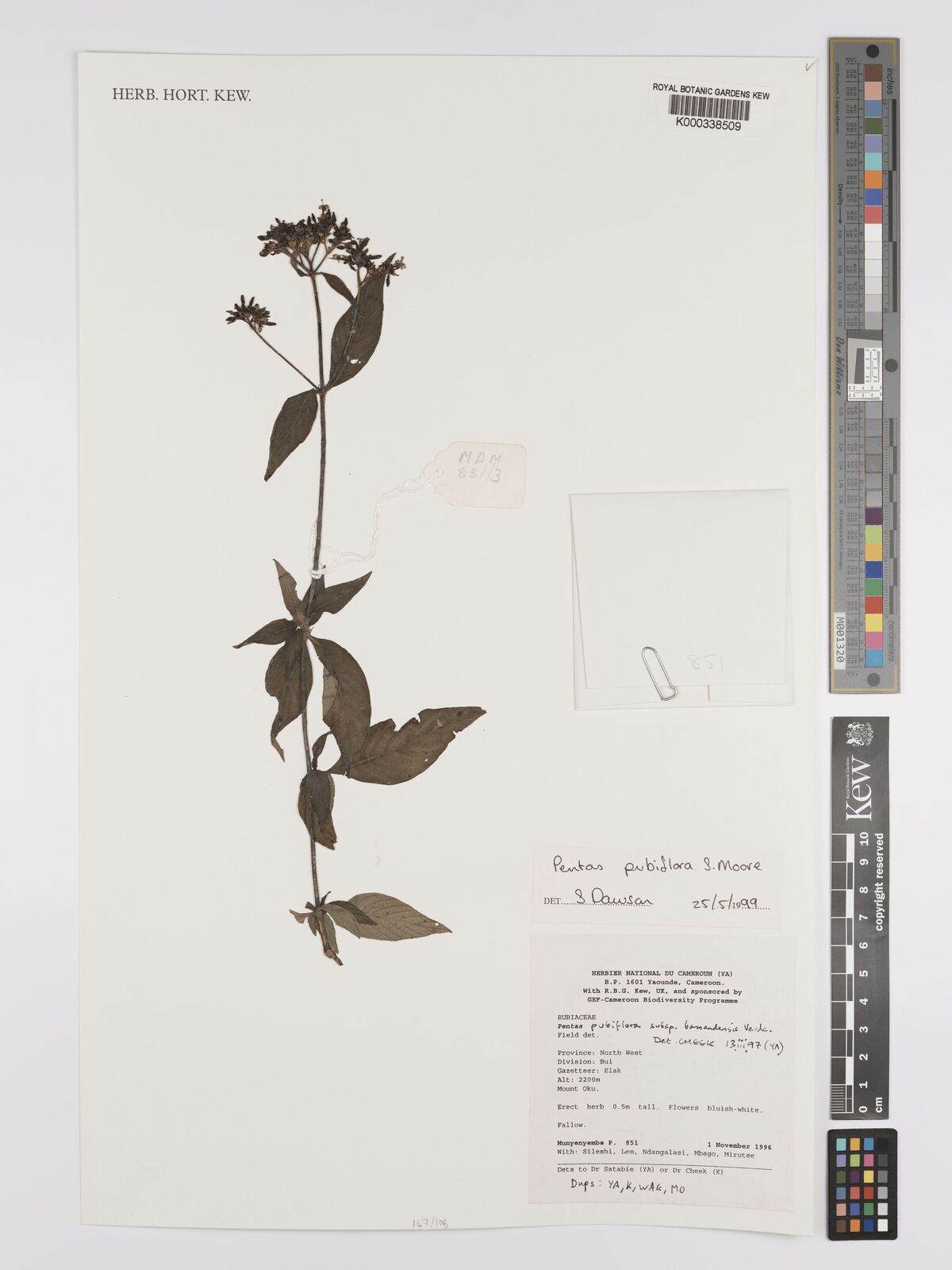 Pentas pubiflora S.Moore | Plants of the World Online | Kew Science