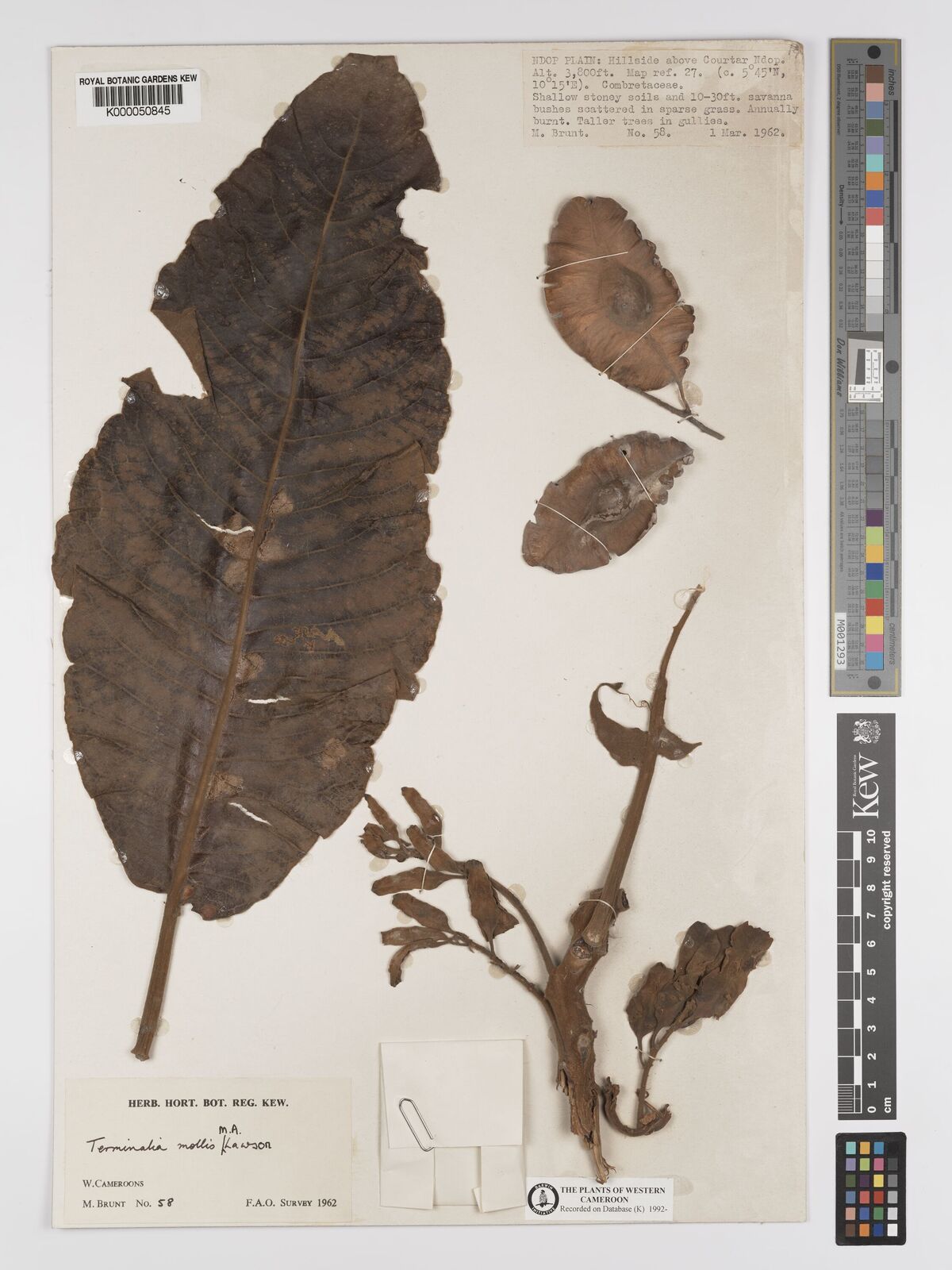 Terminalia mollis M.A.Lawson | Plants of the World Online | Kew Science
