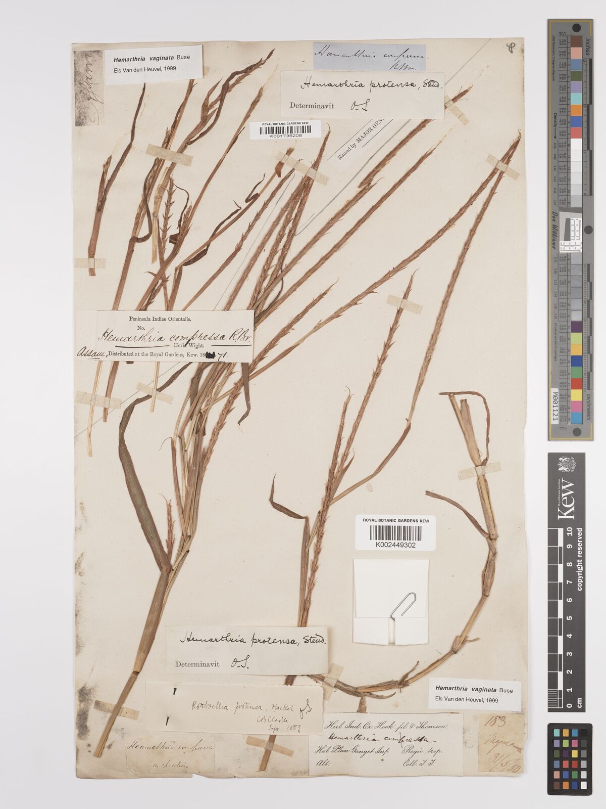 Hemarthria protensa Steud. | Plants of the World Online | Kew Science